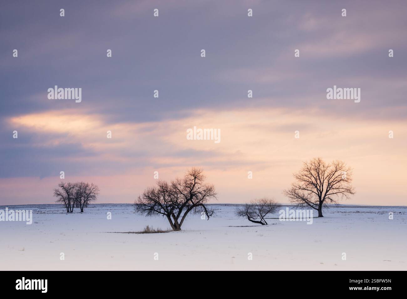 Field of snow and individual trees with a winter sky Stock Photo - Alamy