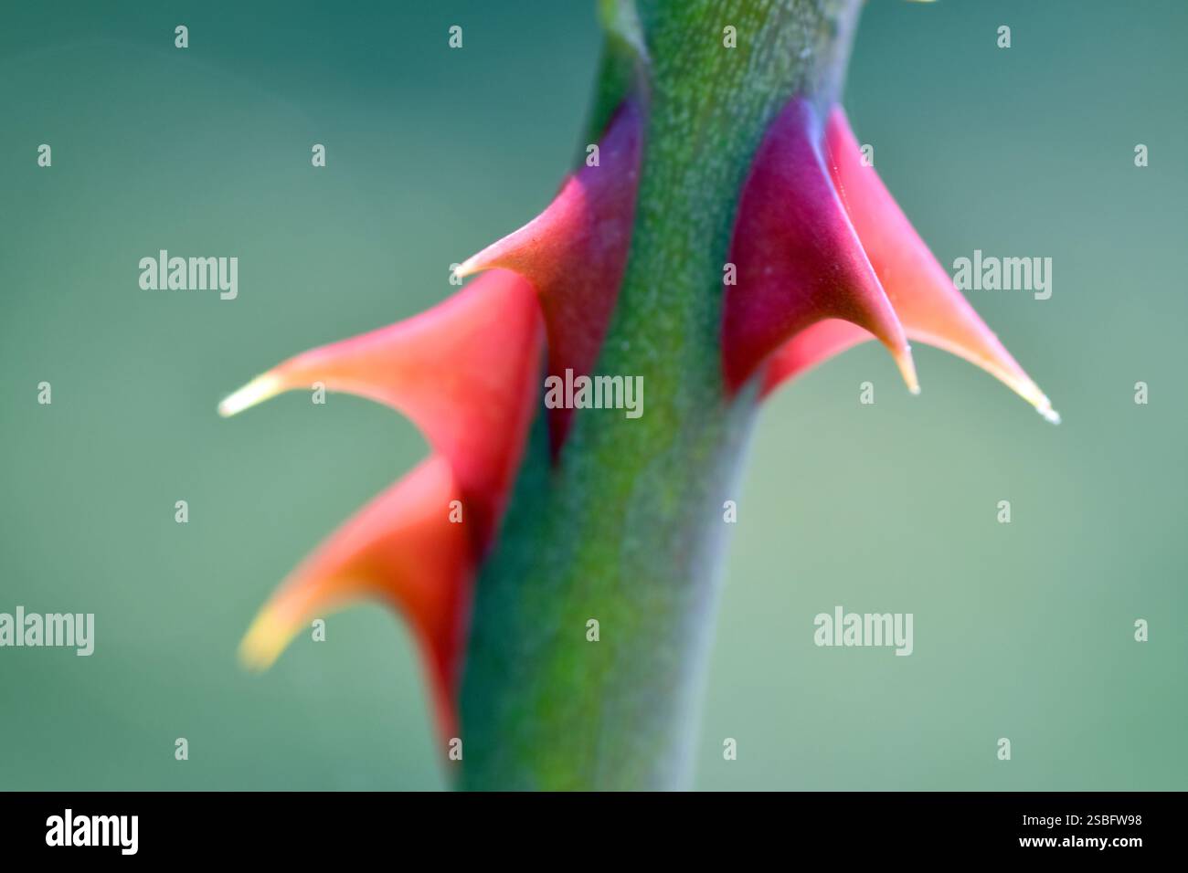 Sharp red thorns of a wild rose bush (Rosa sp) and a green background ...