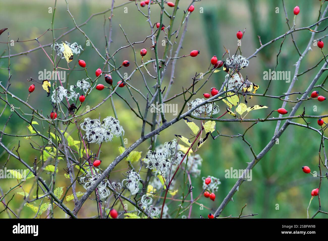 Red berries of wild rose and flowers of traveller's joy Stock Photo - Alamy