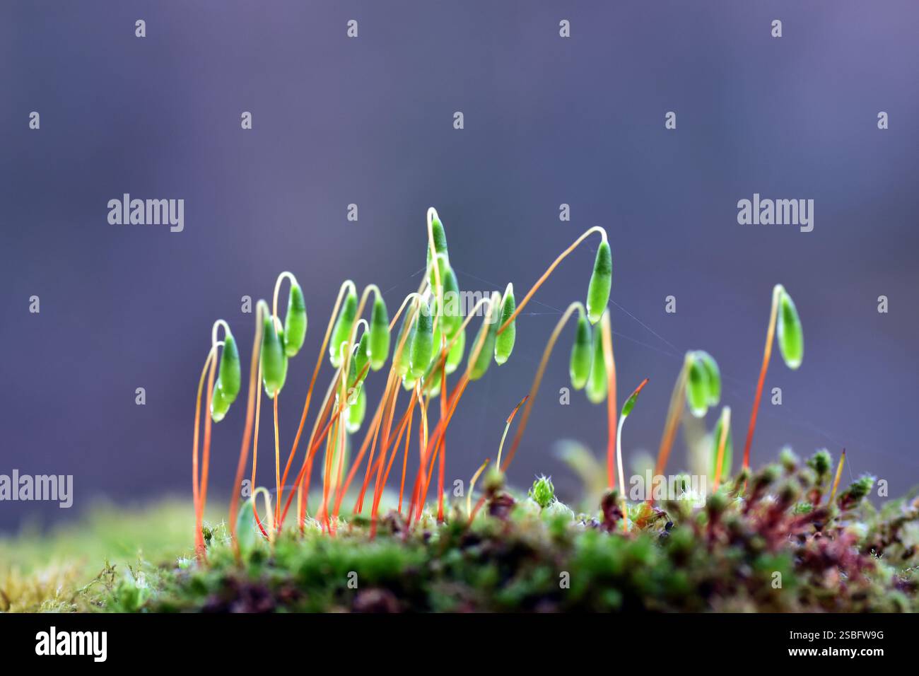 Macrophotography of a moss with its sporophytes Stock Photo - Alamy