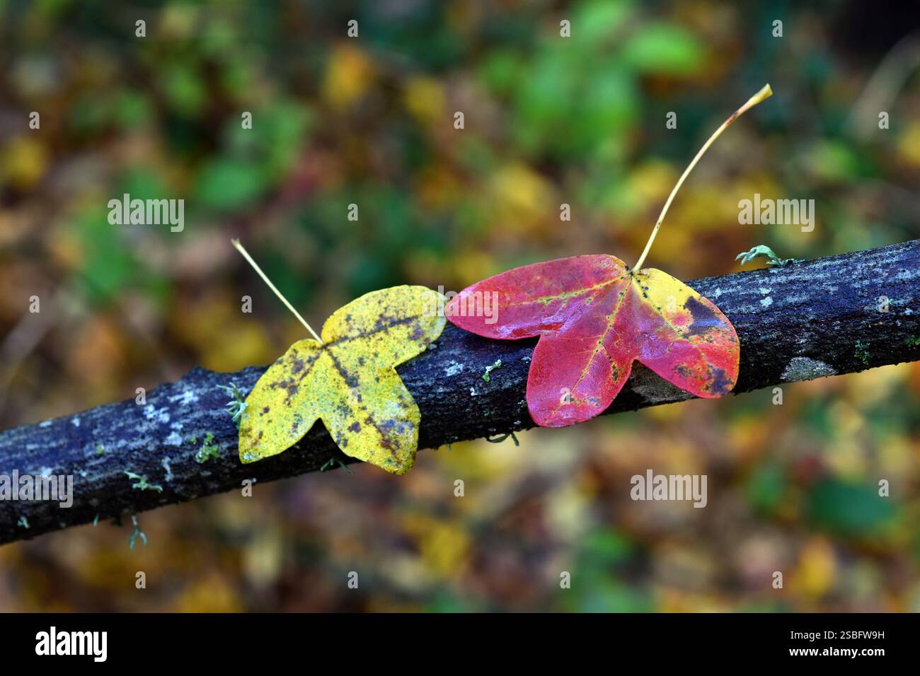 A yellow and a red leaf of the Montpellier maple (Acer monspessulanum ...