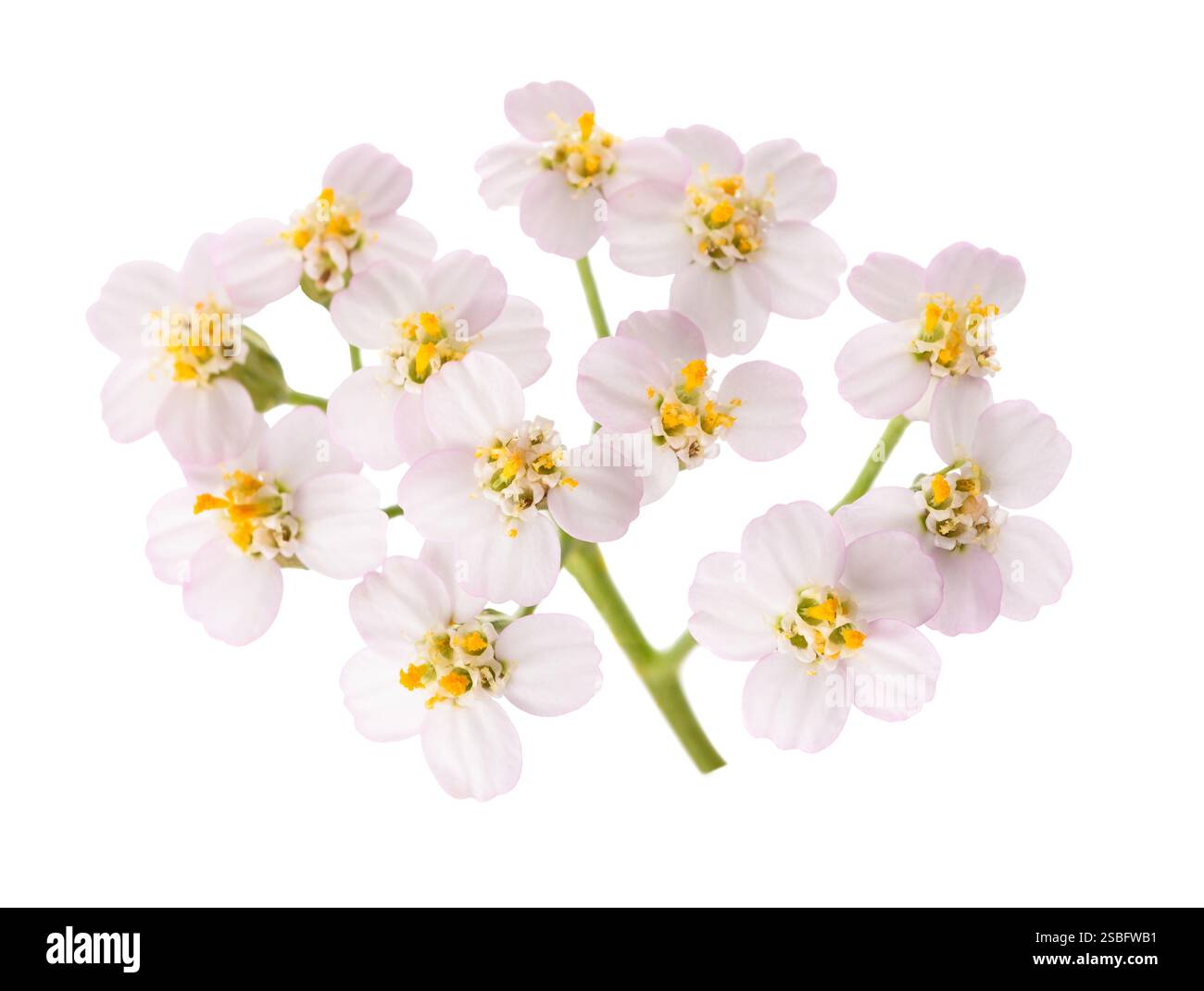 White yarrow flowers isolated on white background Stock Photo - Alamy