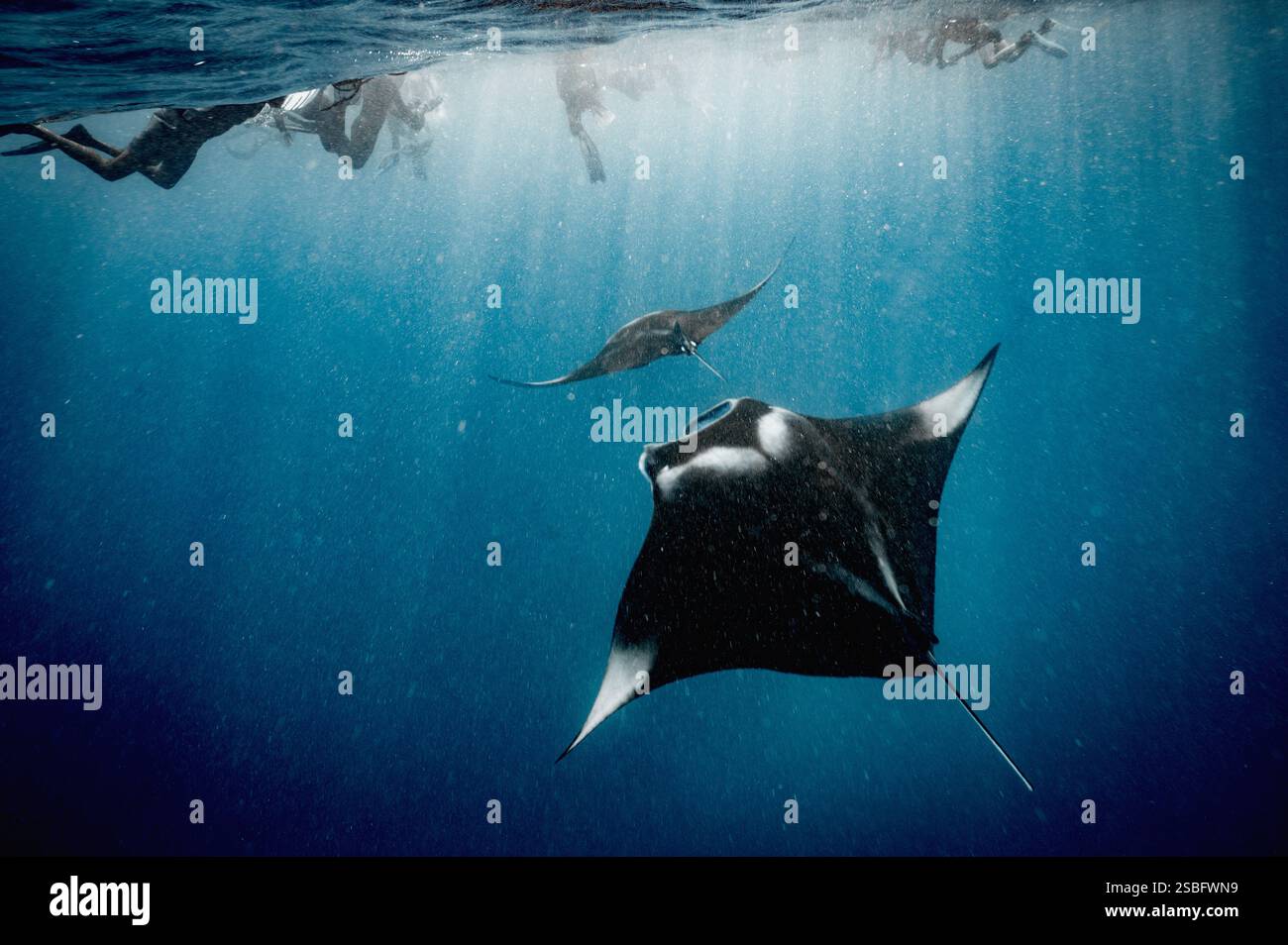swimming with manta ray in the Maldives Stock Photo - Alamy