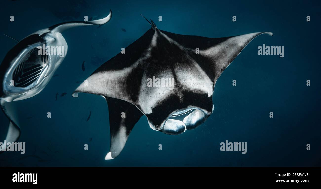Manta ray feeding on plankton in the Maldives Stock Photo - Alamy