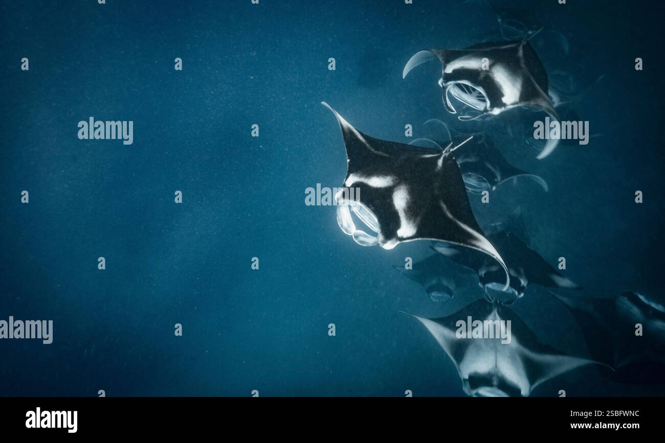 Manta ray feeding on plankton in the Maldives Stock Photo - Alamy