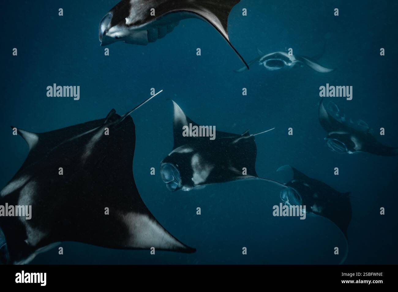 Manta ray feeding on plankton in the Maldives Stock Photo - Alamy