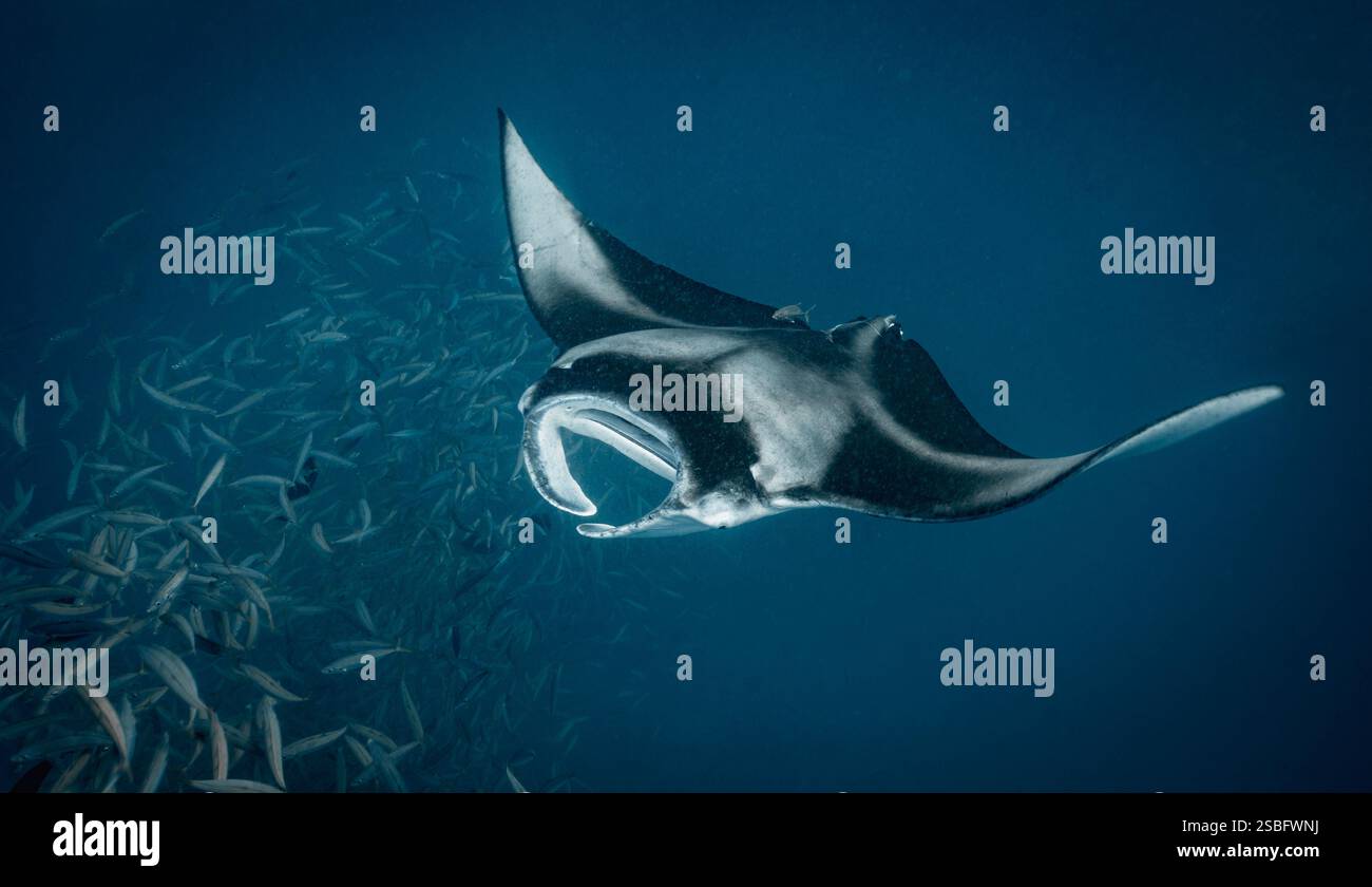 Manta ray feeding on plankton in the Maldives Stock Photo - Alamy