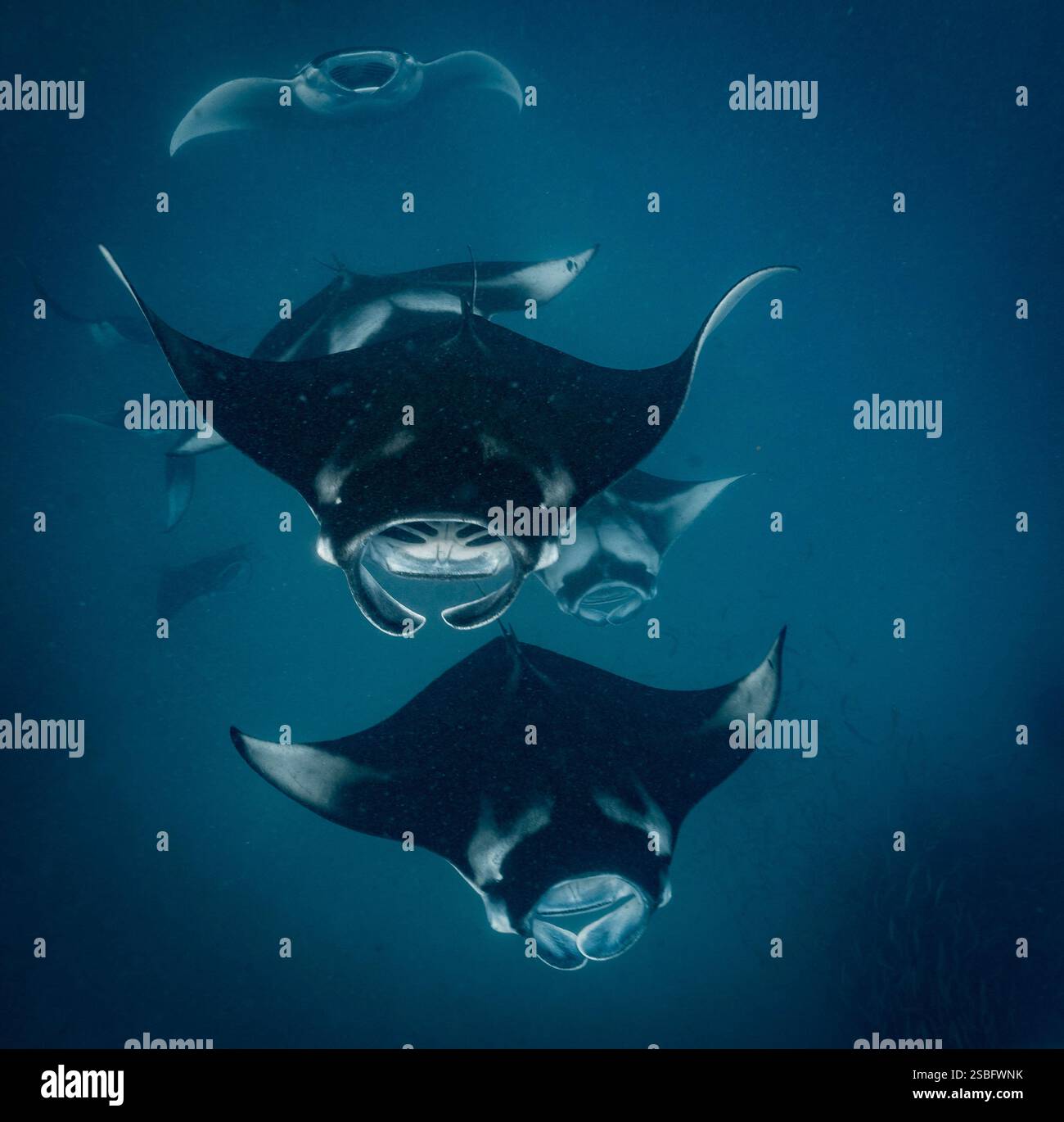 Manta ray feeding on plankton in the Maldives Stock Photo - Alamy
