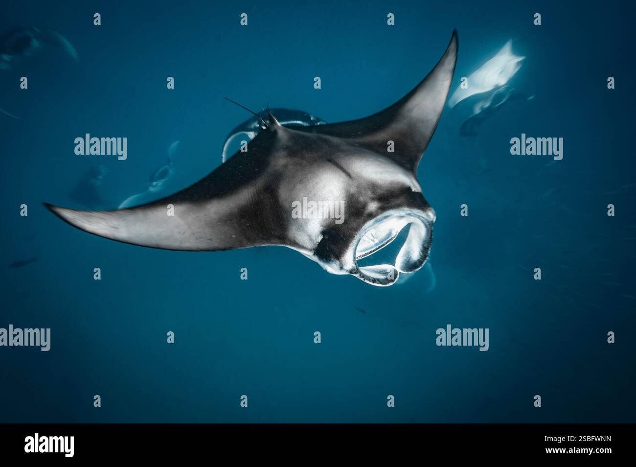 Manta ray feeding on plankton in the Maldives Stock Photo - Alamy