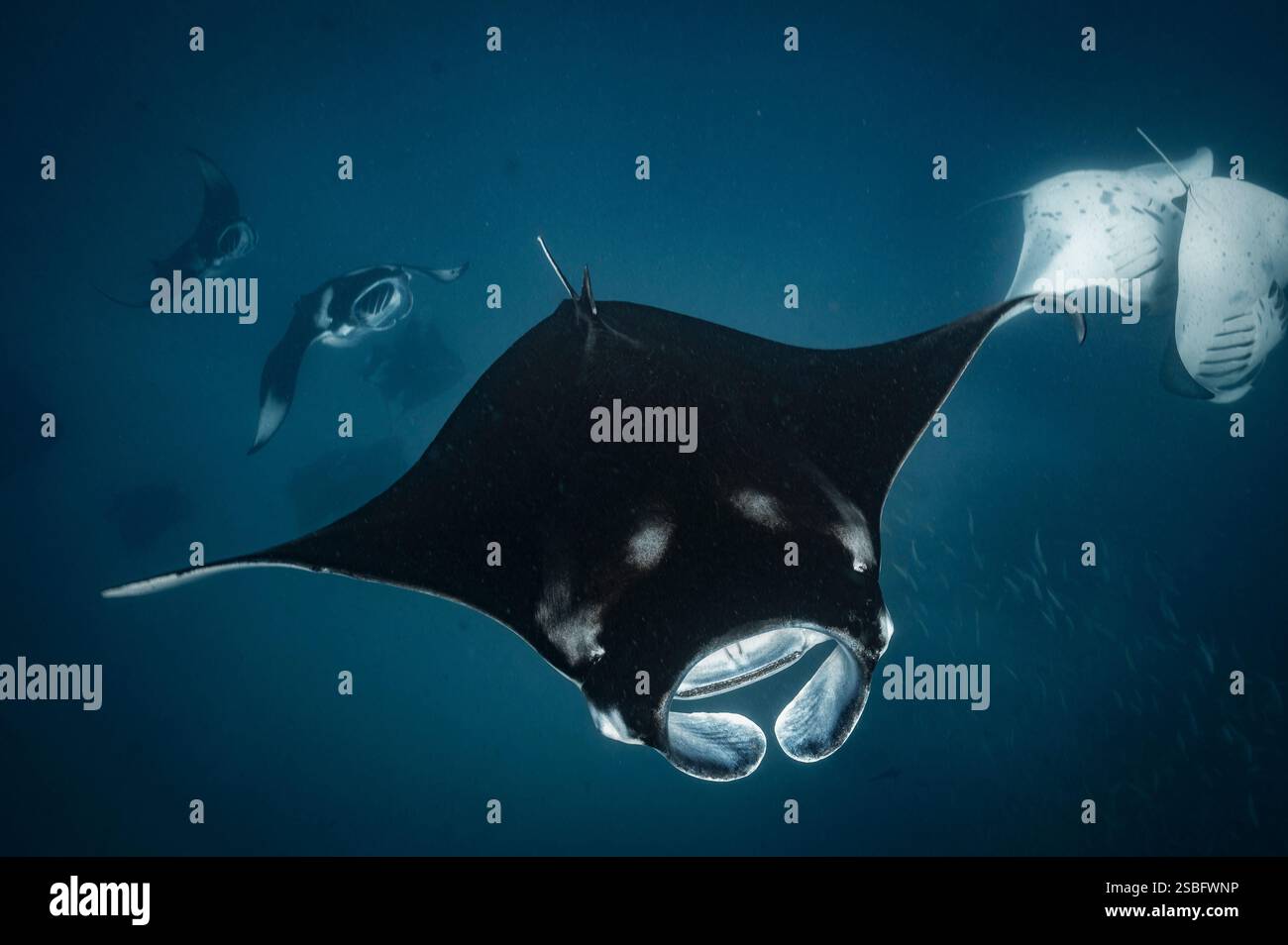 Manta ray feeding on plankton in the Maldives Stock Photo - Alamy