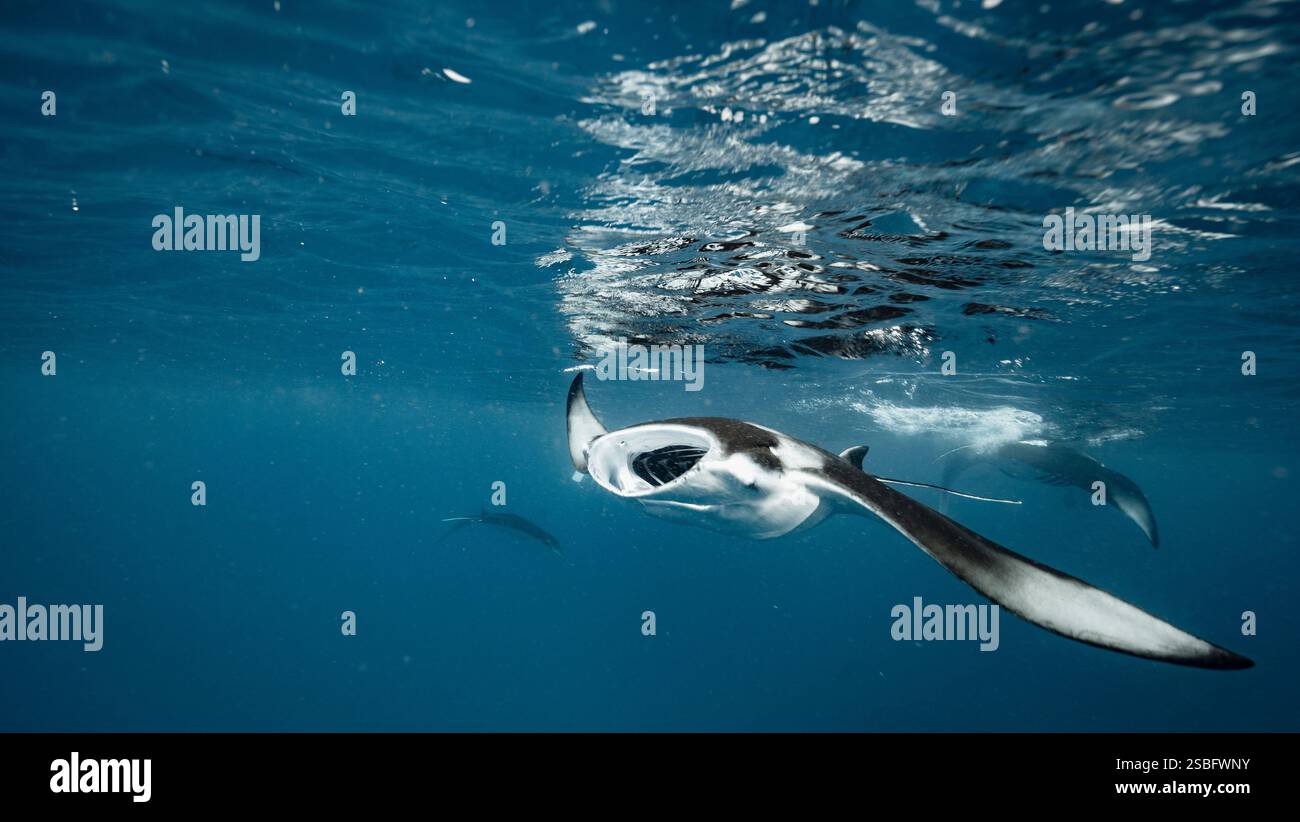 Manta ray feeding on plankton in the Maldives Stock Photo - Alamy