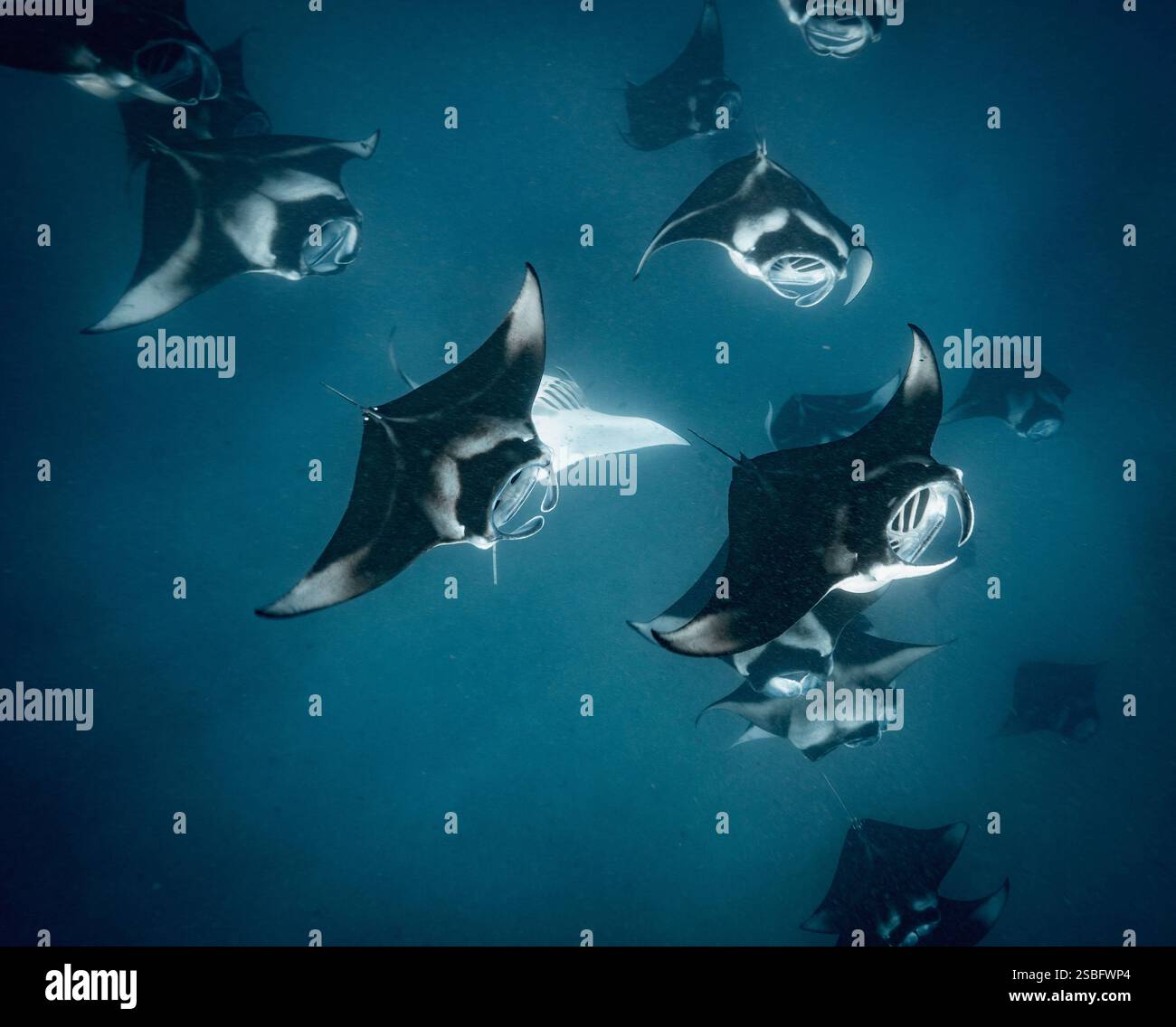 Manta ray feeding on plankton in the Maldives Stock Photo - Alamy