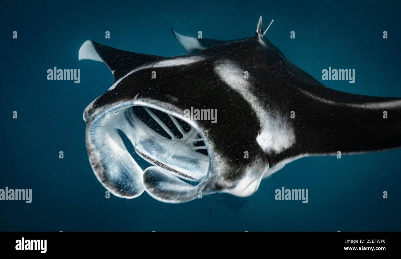 Manta ray feeding on plankton in the Maldives Stock Photo - Alamy