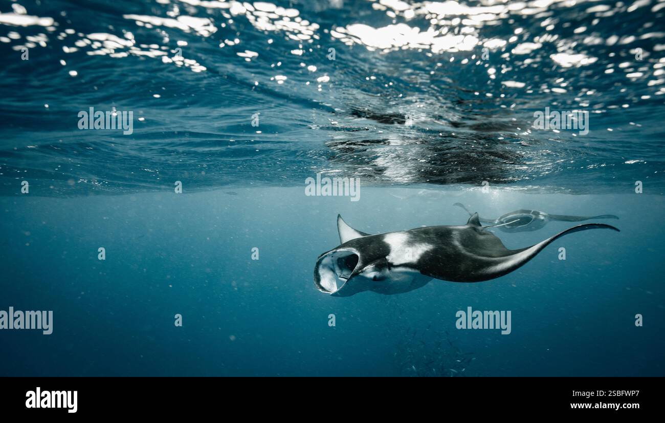 Manta ray feeding on plankton in the Maldives Stock Photo - Alamy