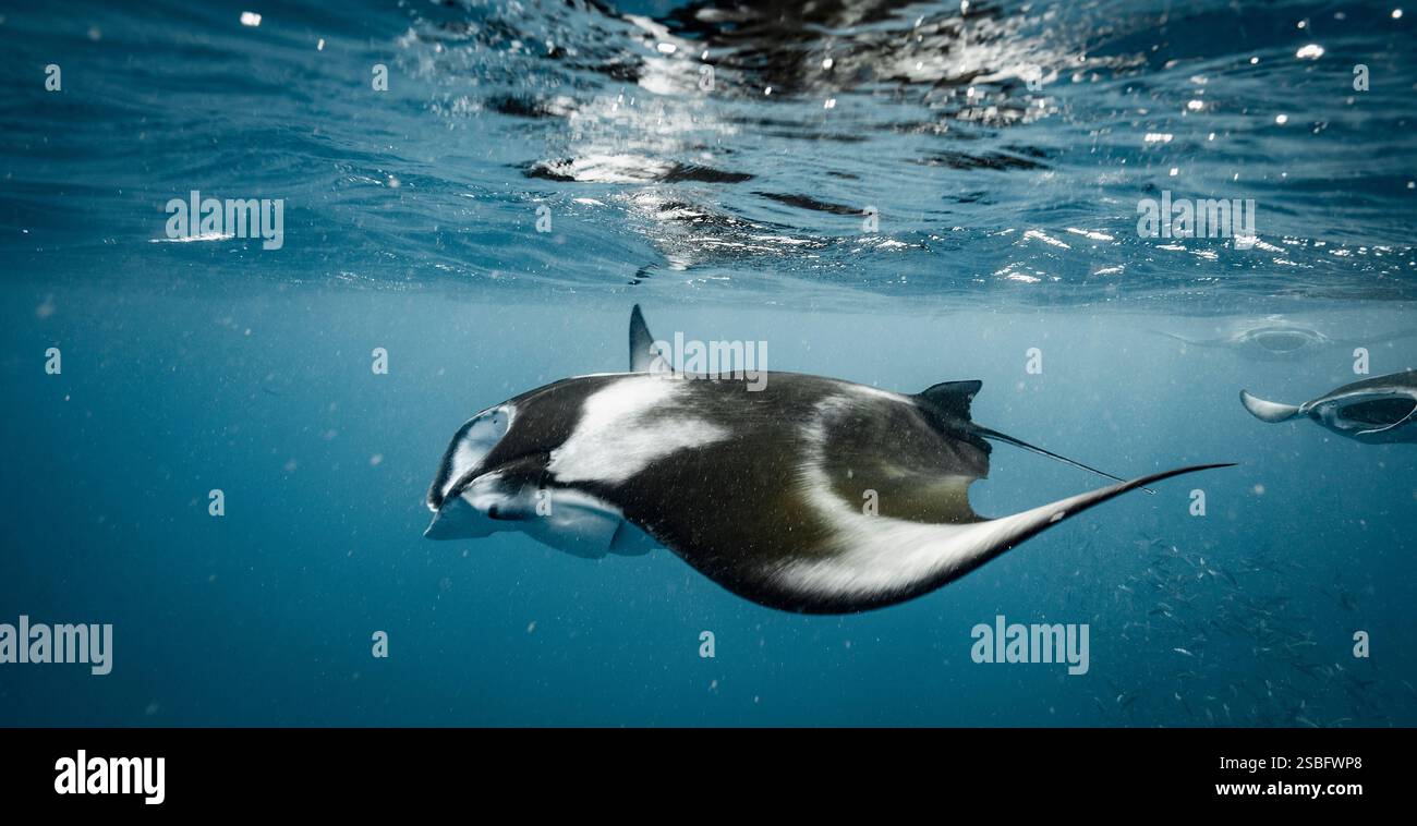 Manta ray feeding on plankton in the Maldives Stock Photo - Alamy