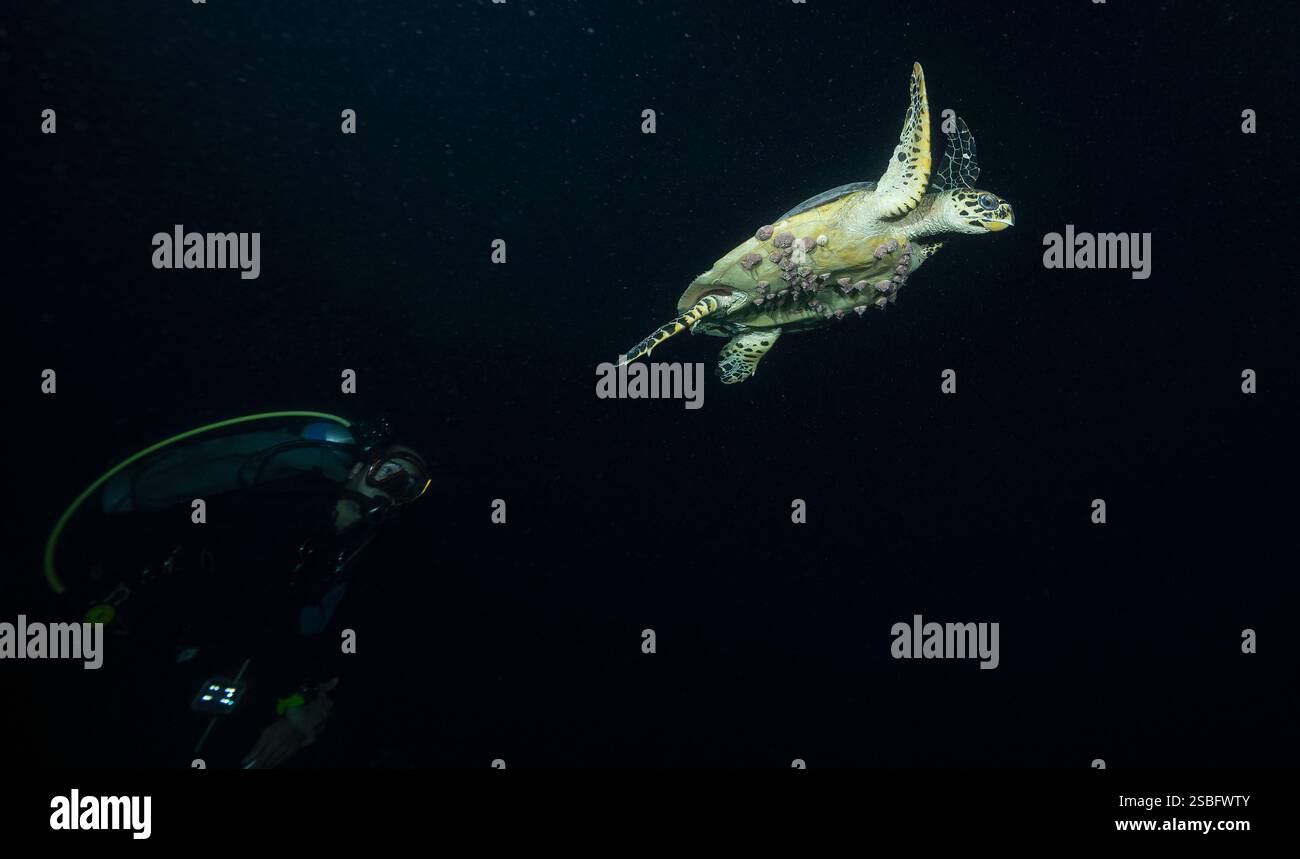 sea turtle spotted during nightdive in the Maldives Stock Photo - Alamy