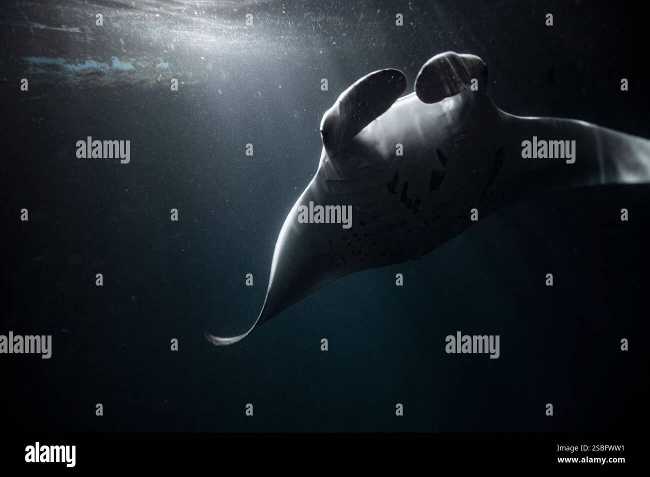 Manta ray spotted on a night dive in the Maldives Stock Photo - Alamy