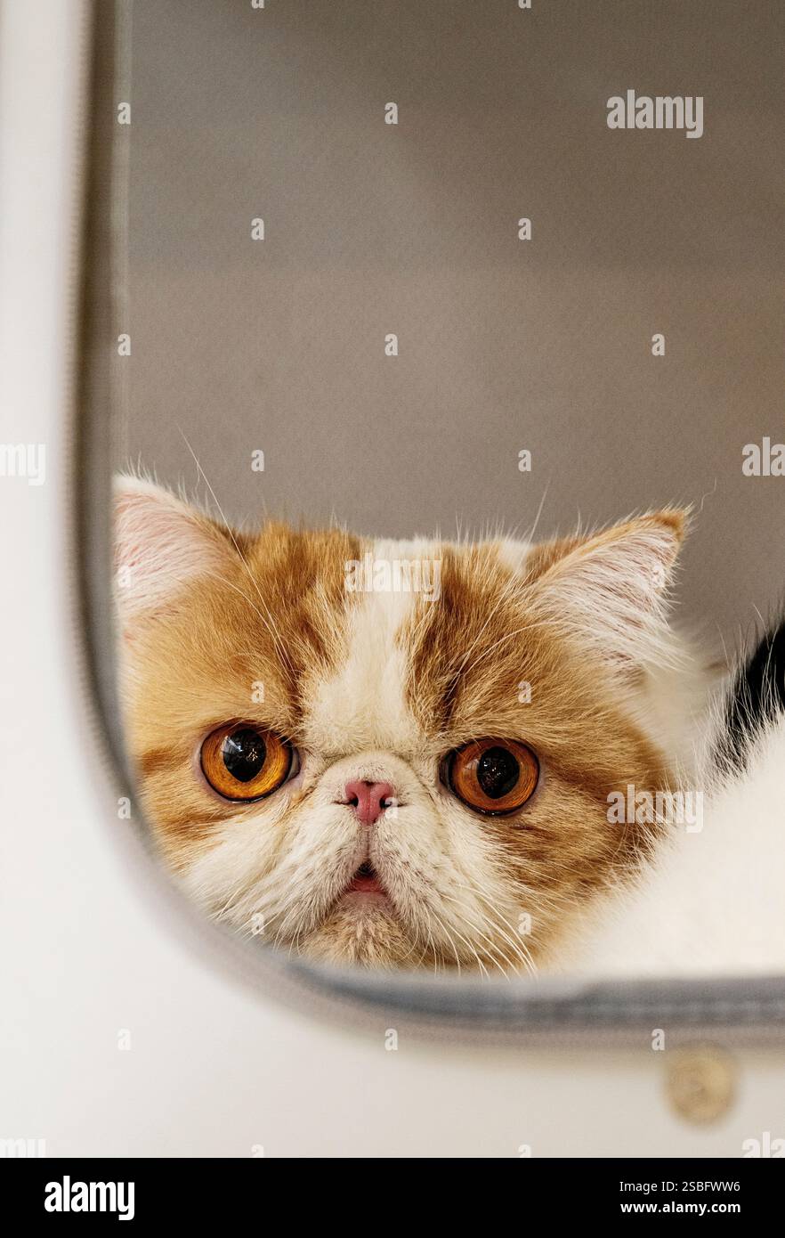 Animla themes hi-res stock photography and images - Alamy