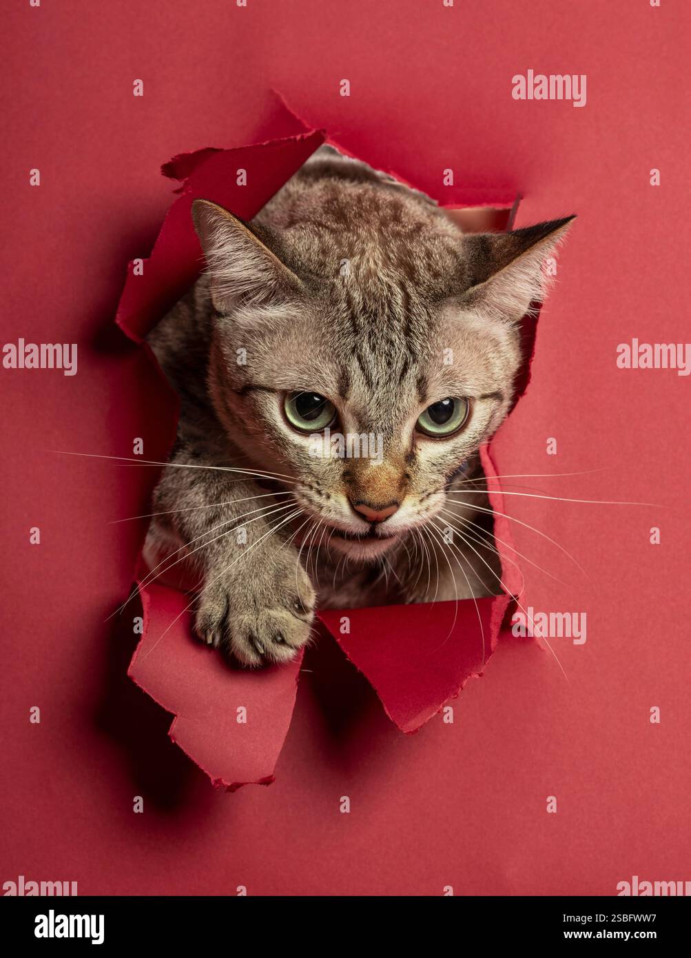 Cat is breaking through red paper Stock Photo - Alamy