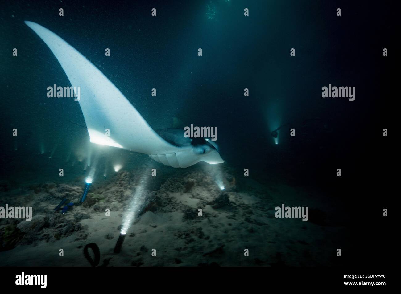 Manta ray spotted on a night dive in the Maldives Stock Photo - Alamy