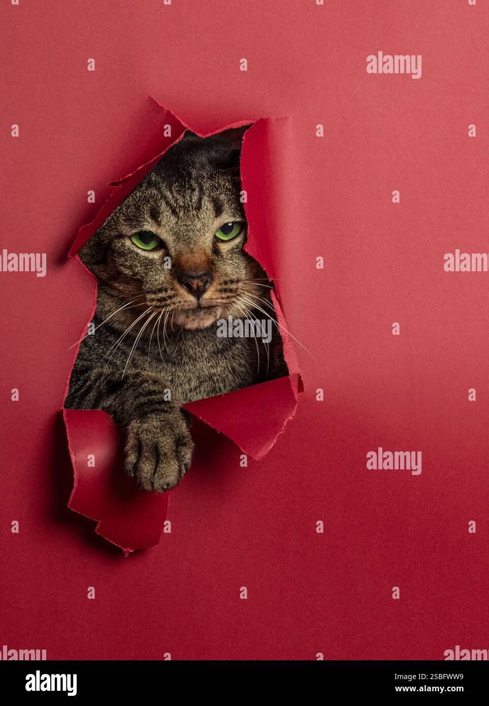 Cat is breaking through red paper Stock Photo - Alamy