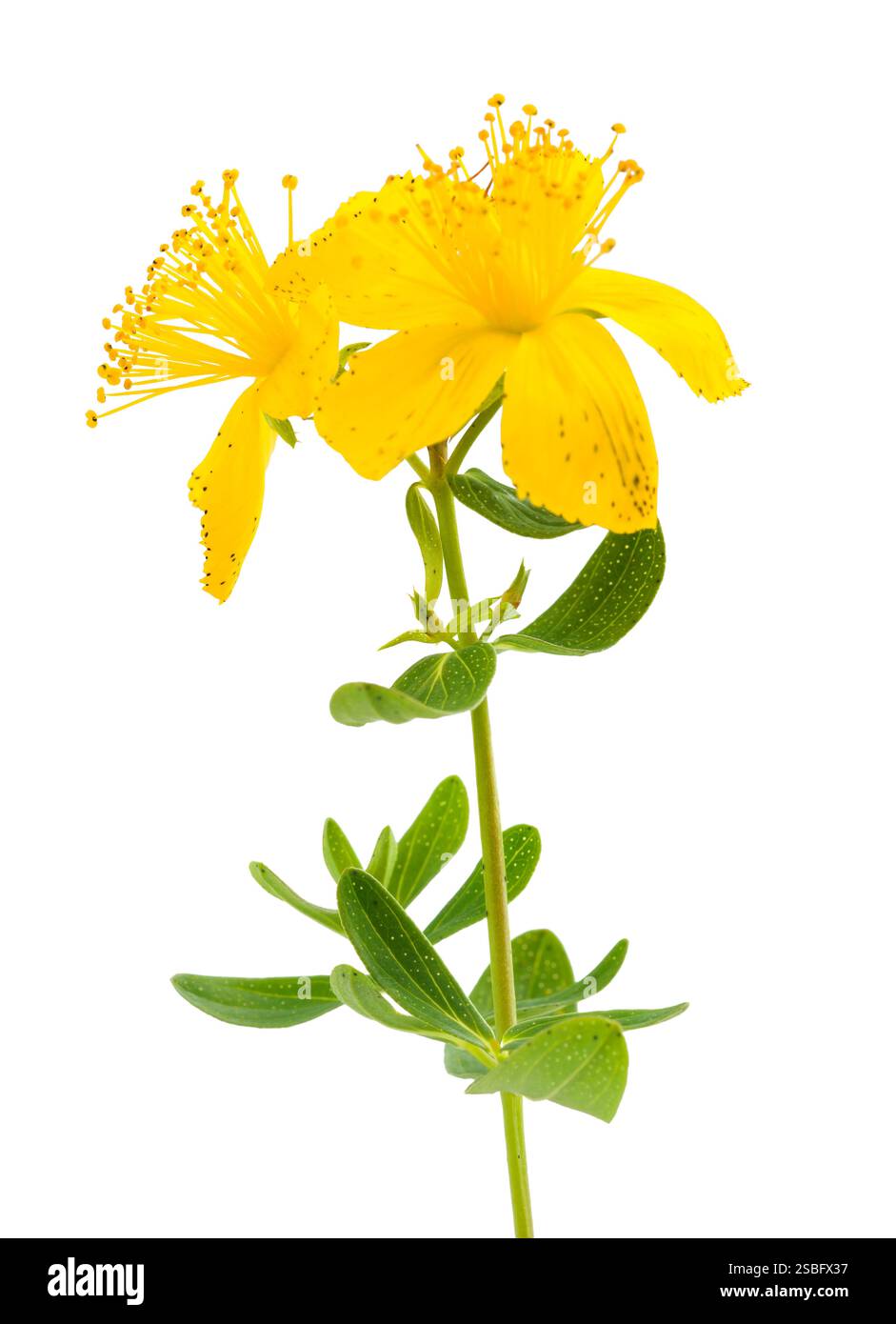 St. John's wort flower isolated on white background Stock Photo - Alamy