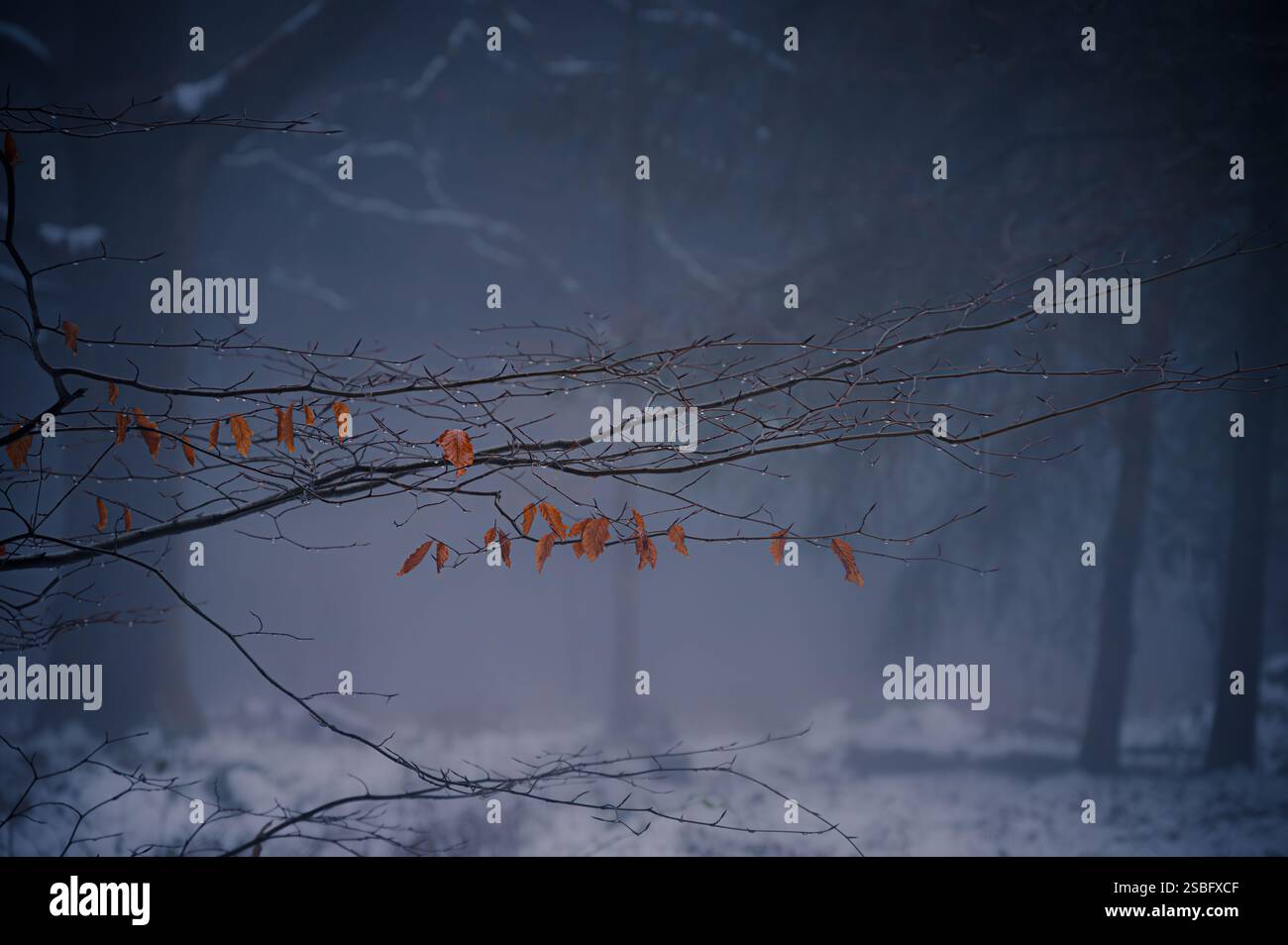 A beech tree branch reaching out across the picture like a finger ...