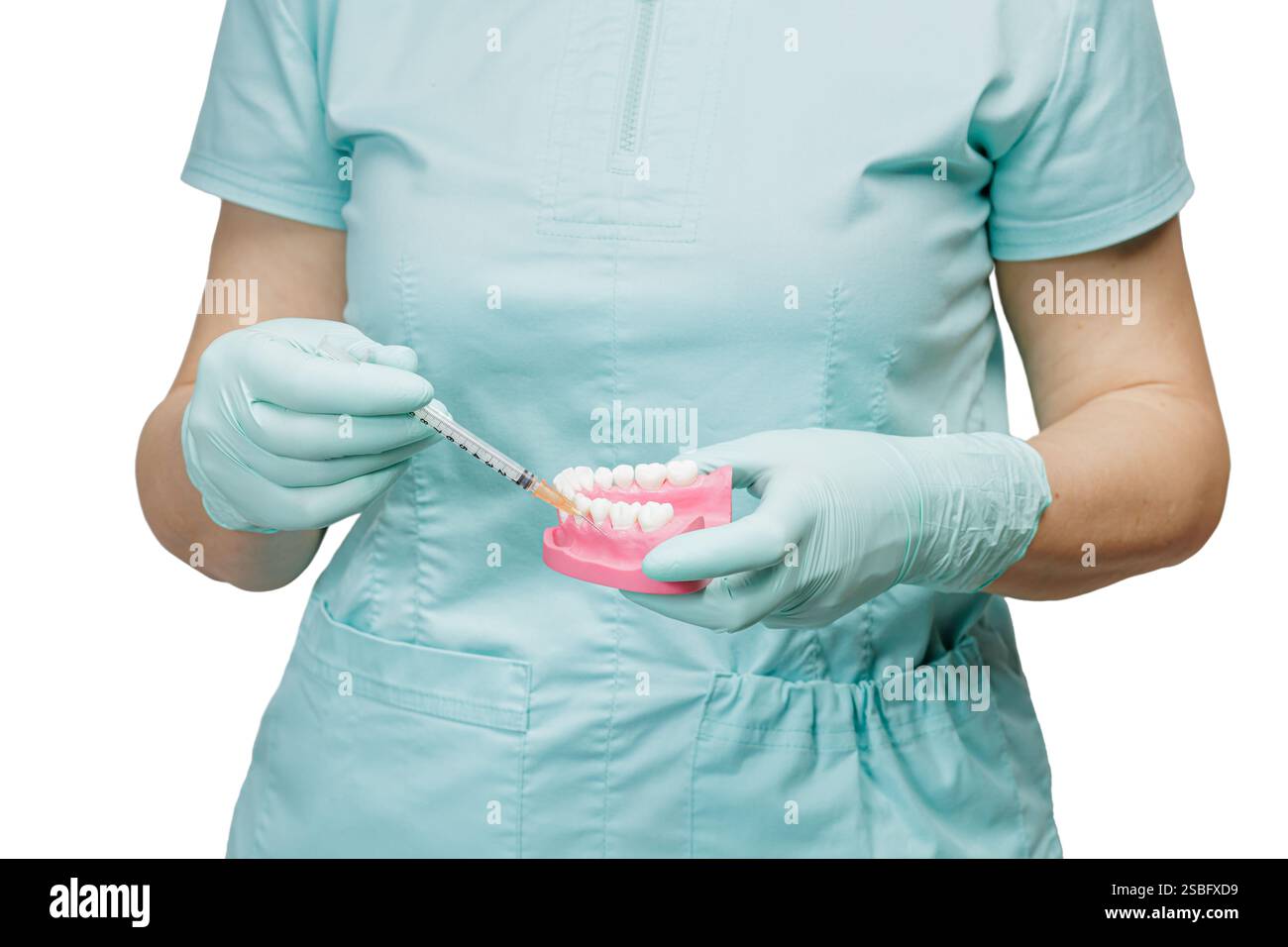 Dentist's hands holding a layout of the human jaw and a syringe with ...