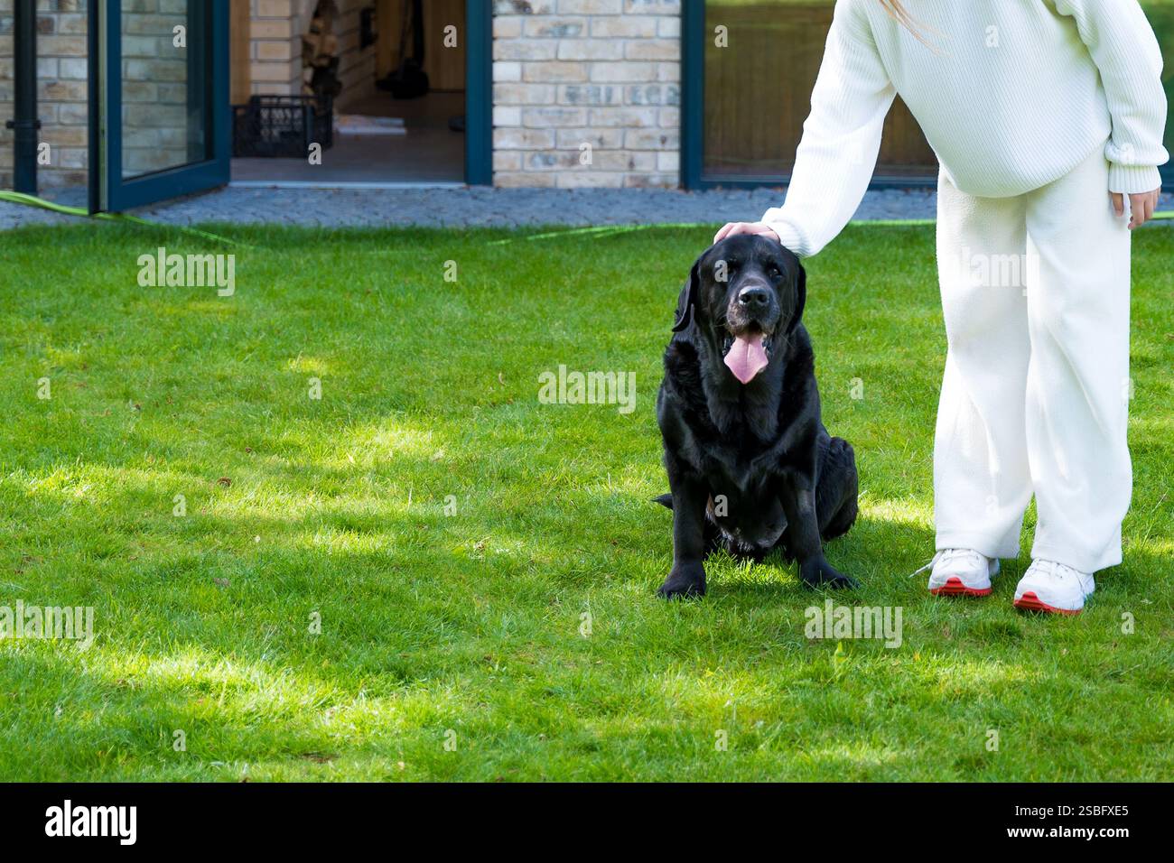 A friendly old black Labrador sitting on a lawn in a backyard while a ...