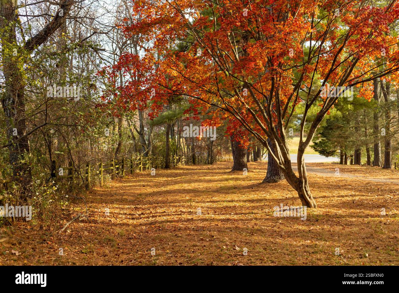 Peaceful walk in the woods hi-res stock photography and images - Alamy