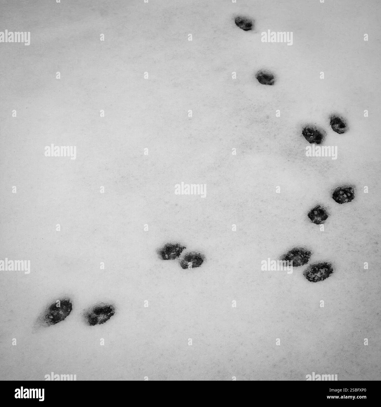 Path through scenic forest Black and White Stock Photos & Images - Alamy