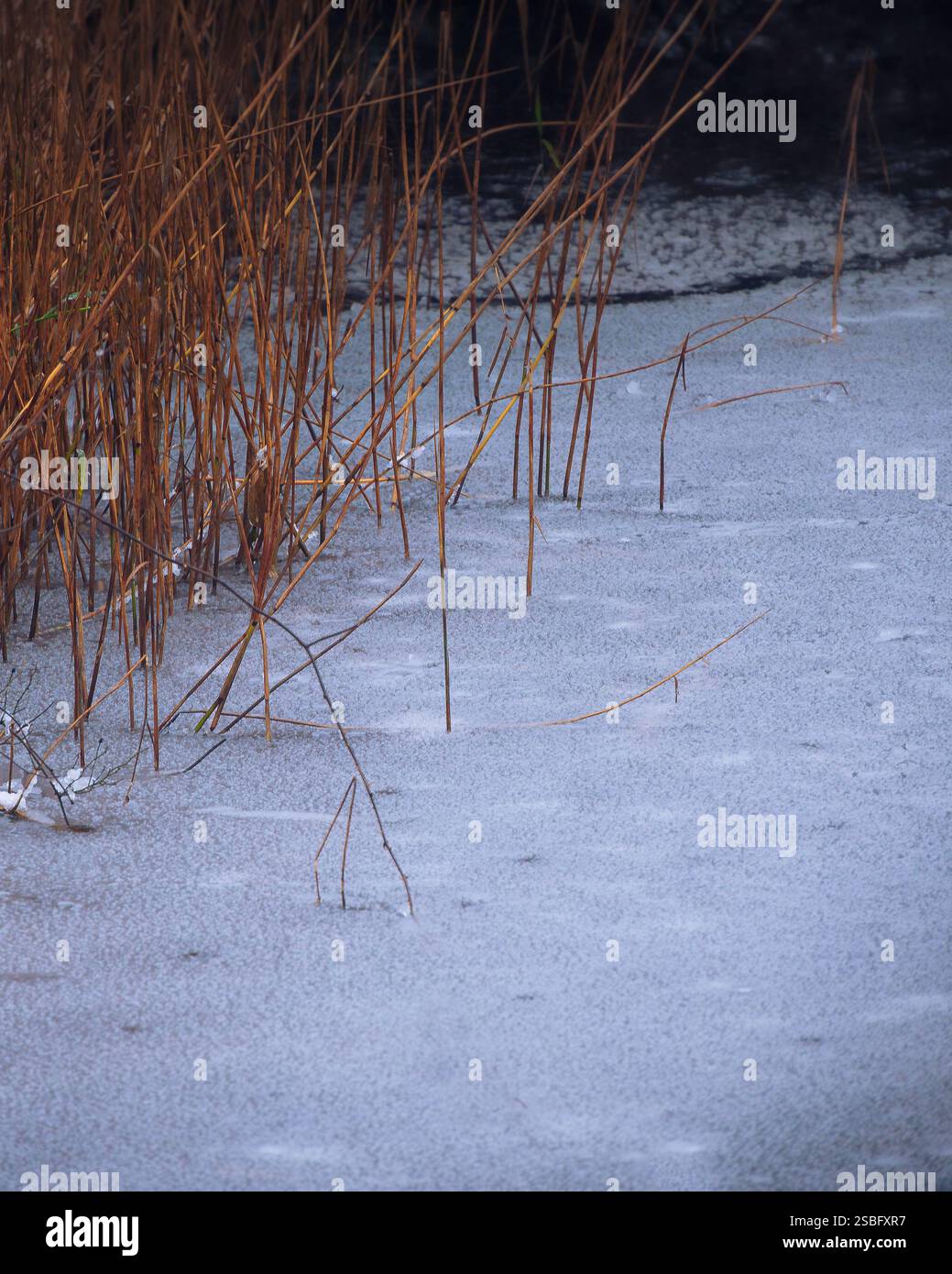 A reedbed on the shore of a frozen lake, the stalks sticking out of the ...