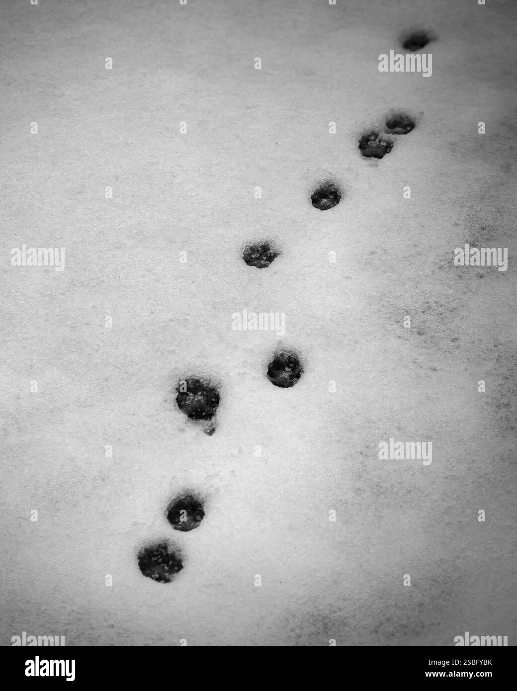 Animal tracks in the snow Stock Photo - Alamy