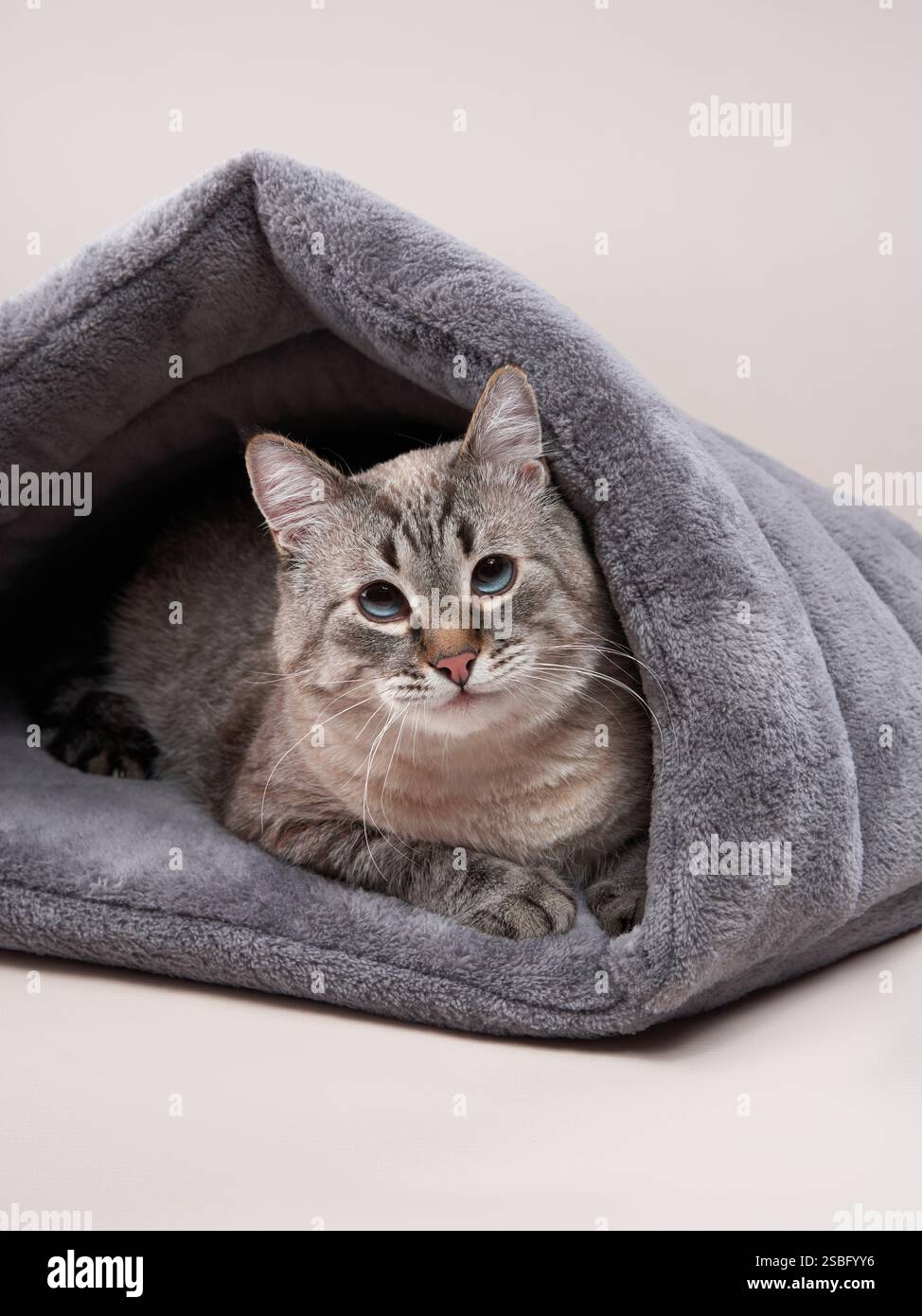 A relaxed tabby cat comfortably lies inside a soft gray pet bed on a ...