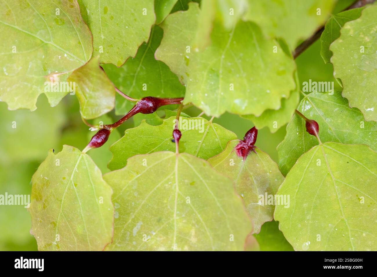 Contarinia petioli gall in the petiole of Populus tremula, southwestern ...