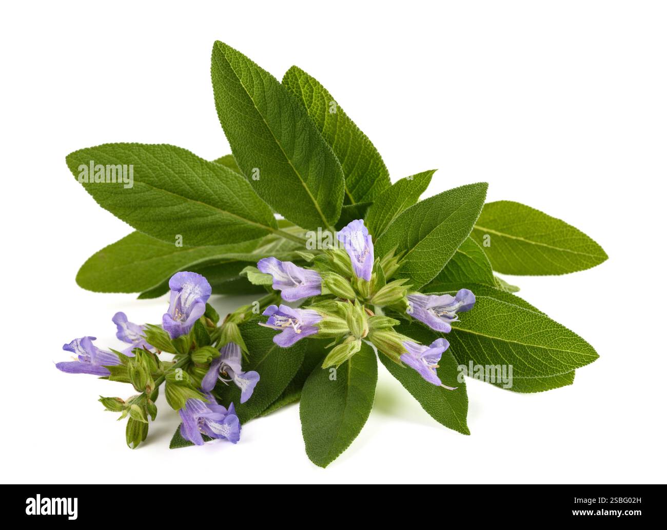 Sage with flowers isolated on white background Stock Photo - Alamy