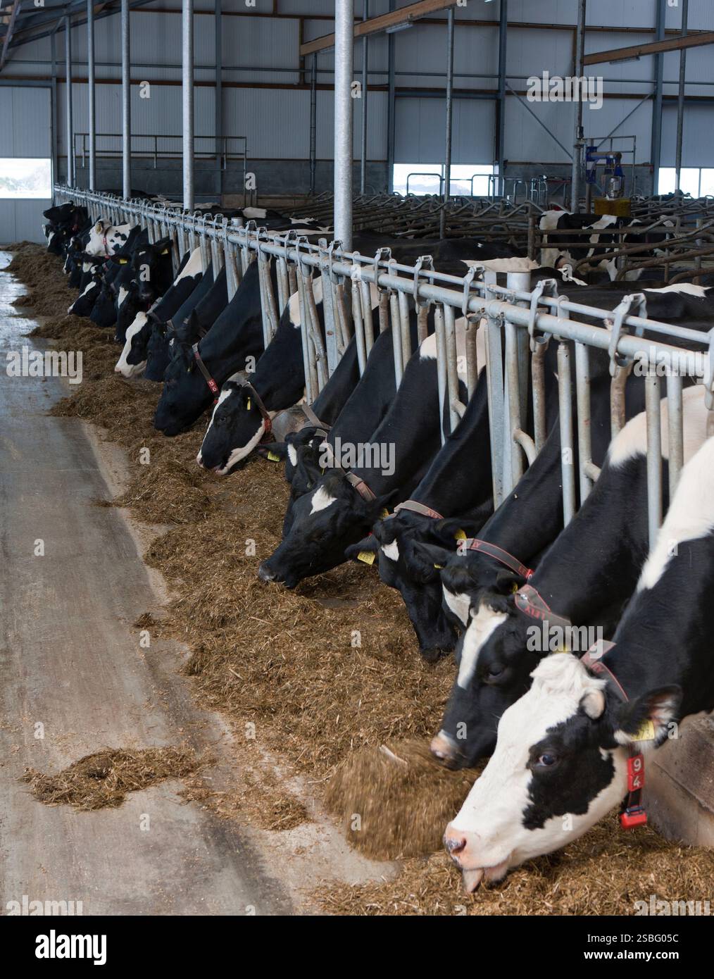 Cows eating silage at a dairy farm stable at the feeding gate Stock ...