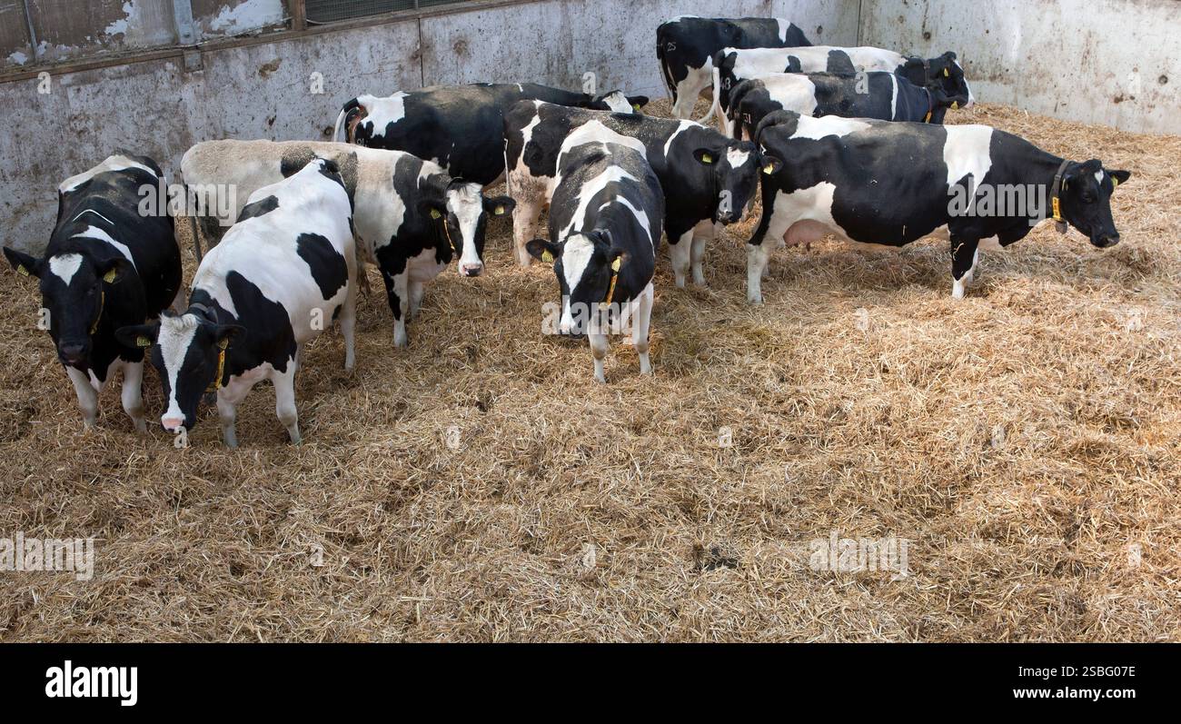 Pregnant cows resting on straw in a Dutch dairy farm Stock Photo - Alamy