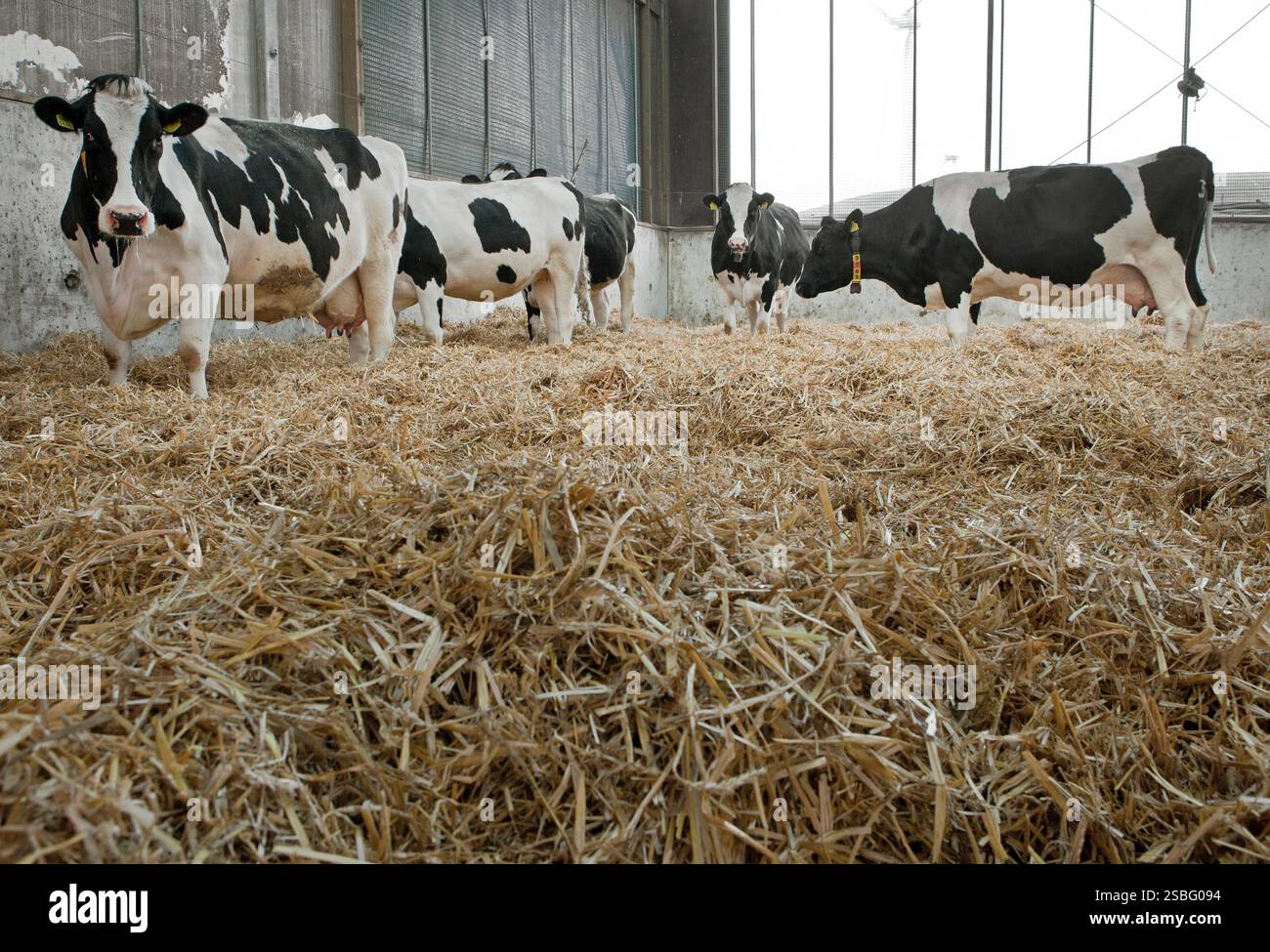 Pregnant cows resting on straw in a Dutch dairy farm Stock Photo - Alamy