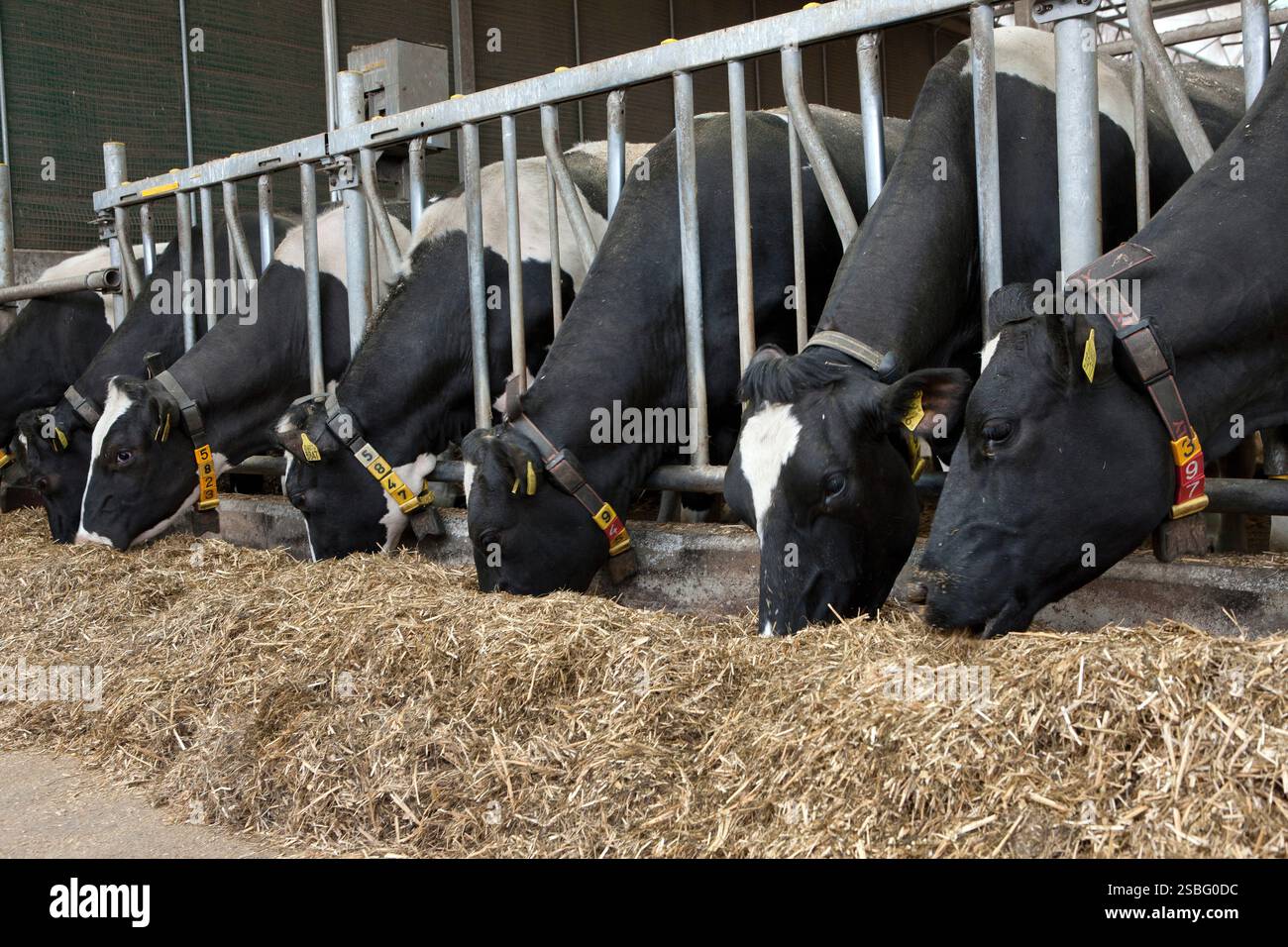 Cows eating silage at a dairy farm stable at the feeding gate Stock ...
