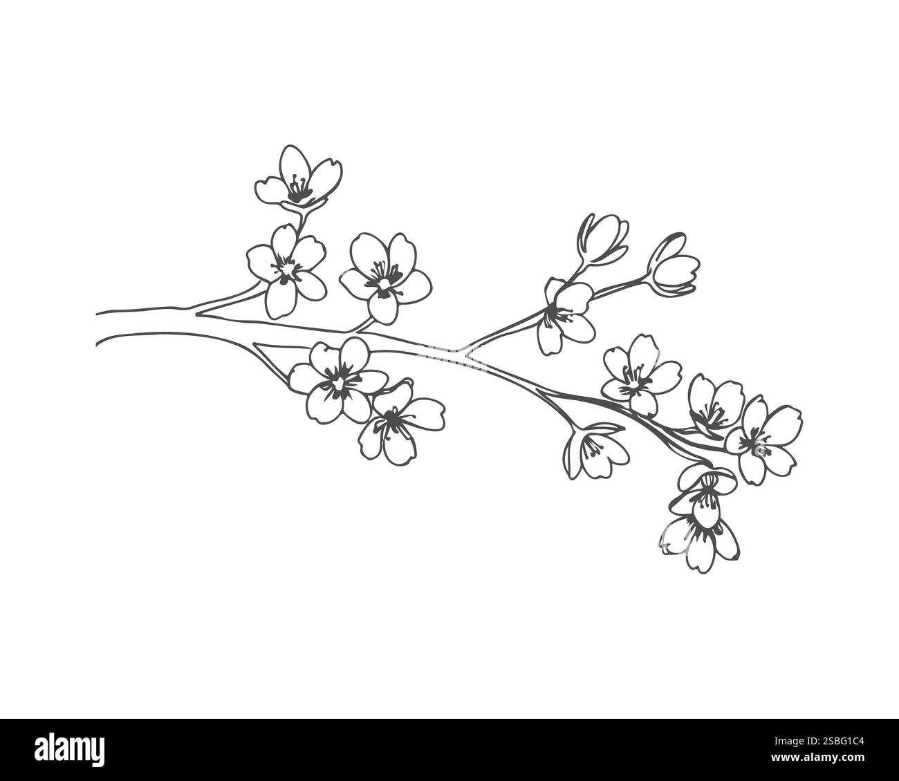 Cherry vibe, cherry blossom branch sketch drawing, flowers contour ...