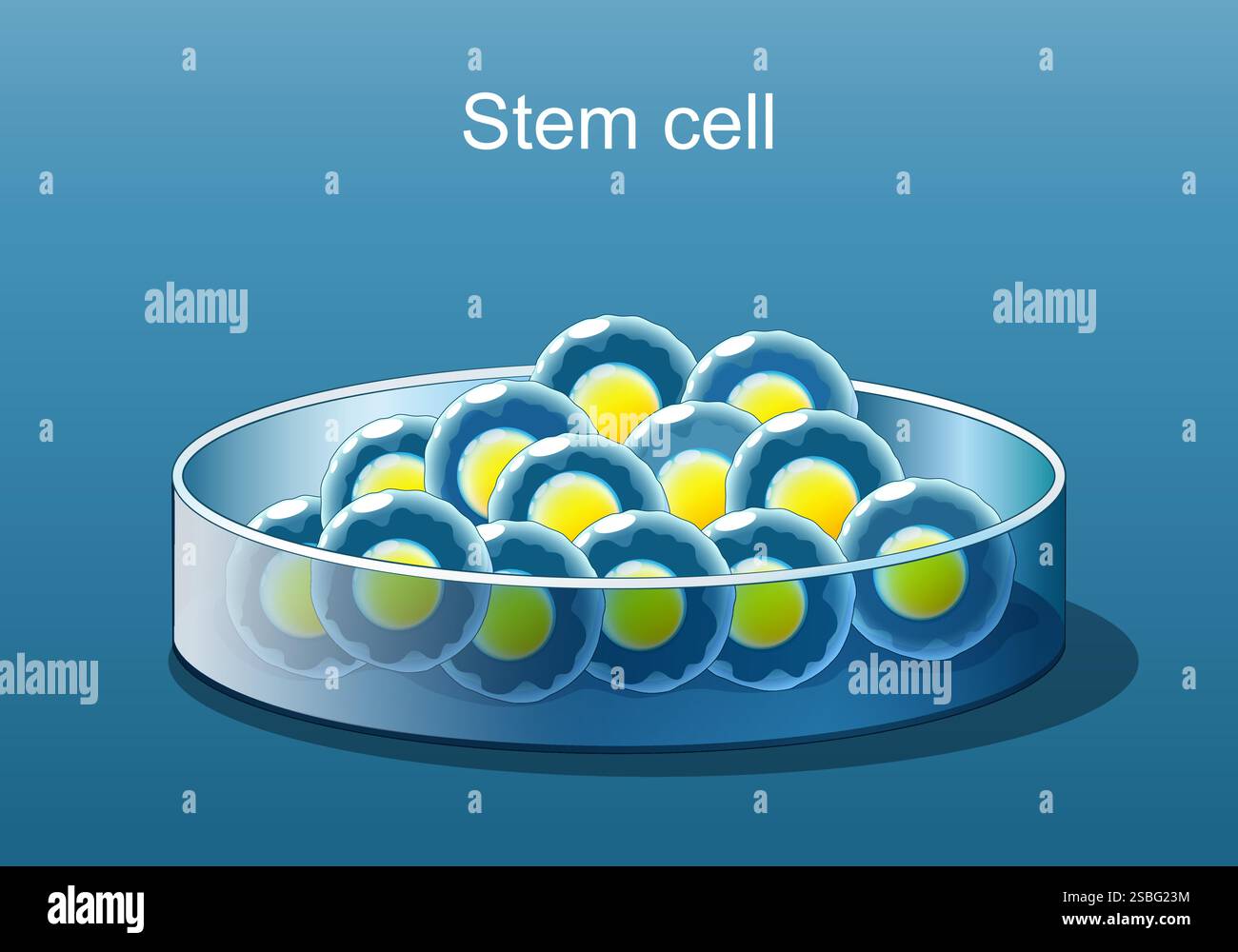 Stem cell therapy. Close-up of Stem cells in Petri dish. Regenerative medicine. Pluripotent stem ...