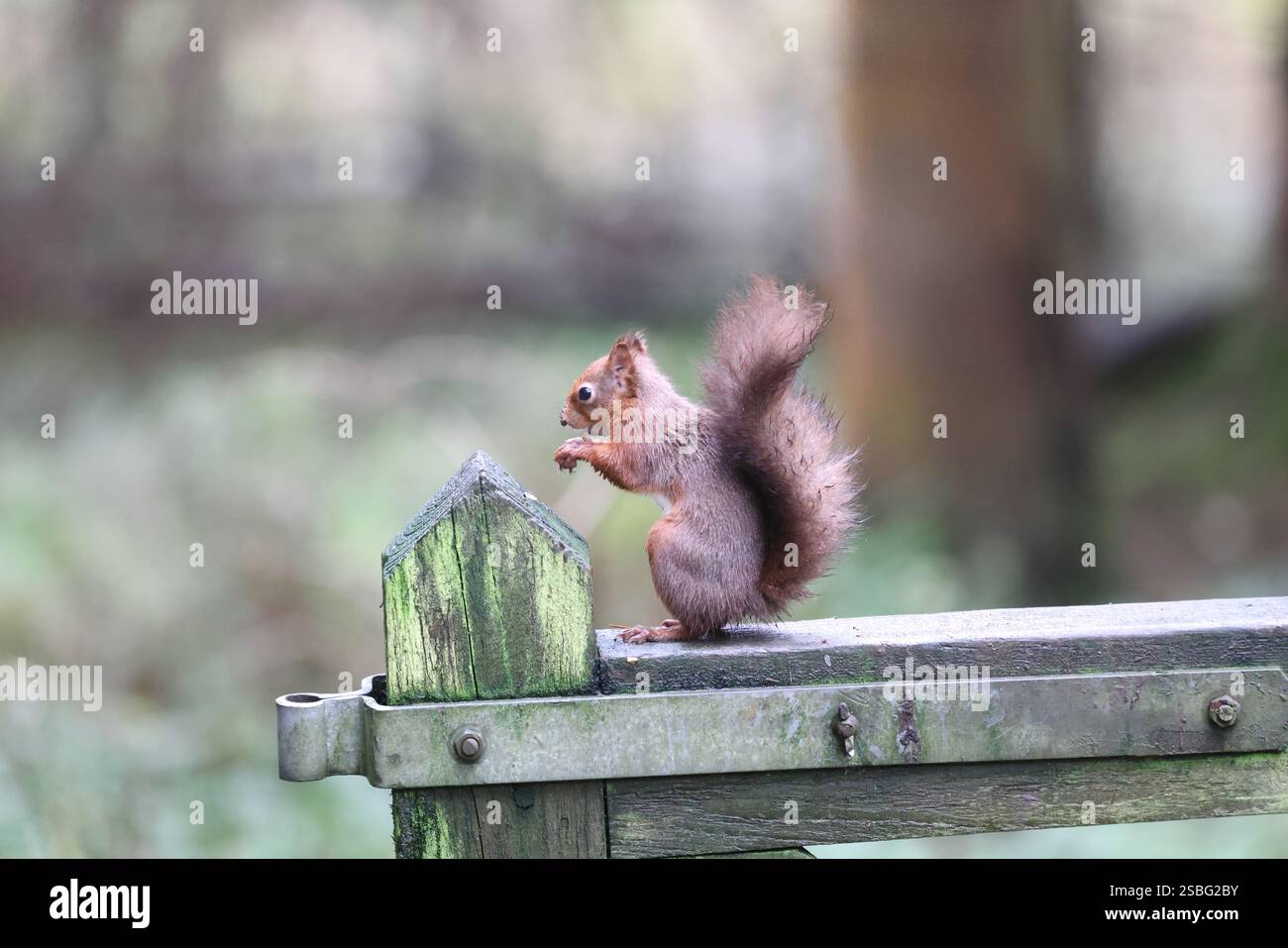 Red squirrel, near Hawes, Yorkshire Dales National Park, North ...