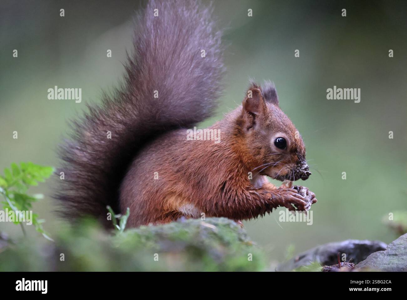 Red squirrel, near Hawes, Yorkshire Dales National Park, North ...