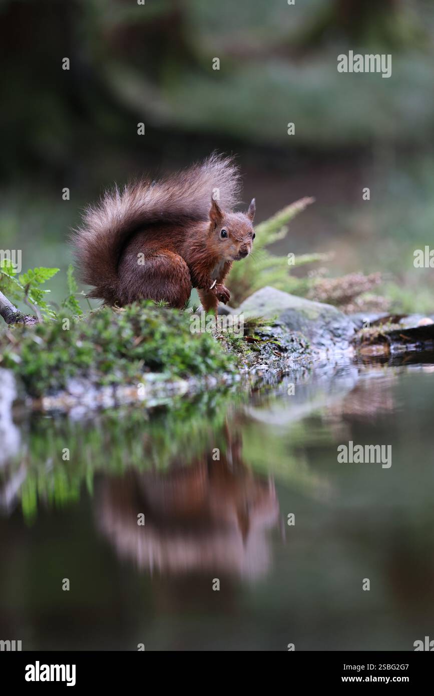 Red squirrel, near Hawes, Yorkshire Dales National Park, North ...