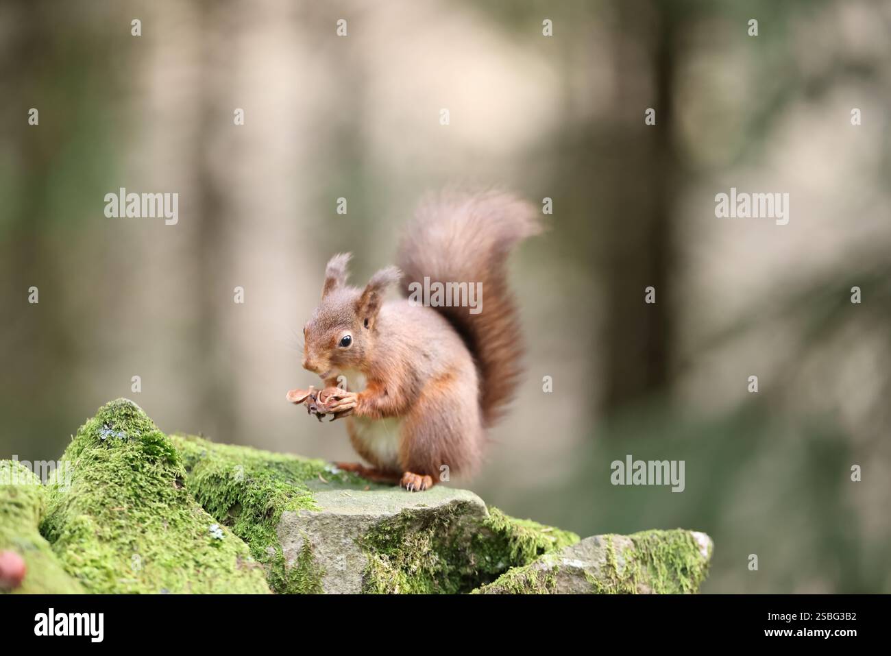 Red squirrel, near Hawes, Yorkshire Dales National Park, North ...