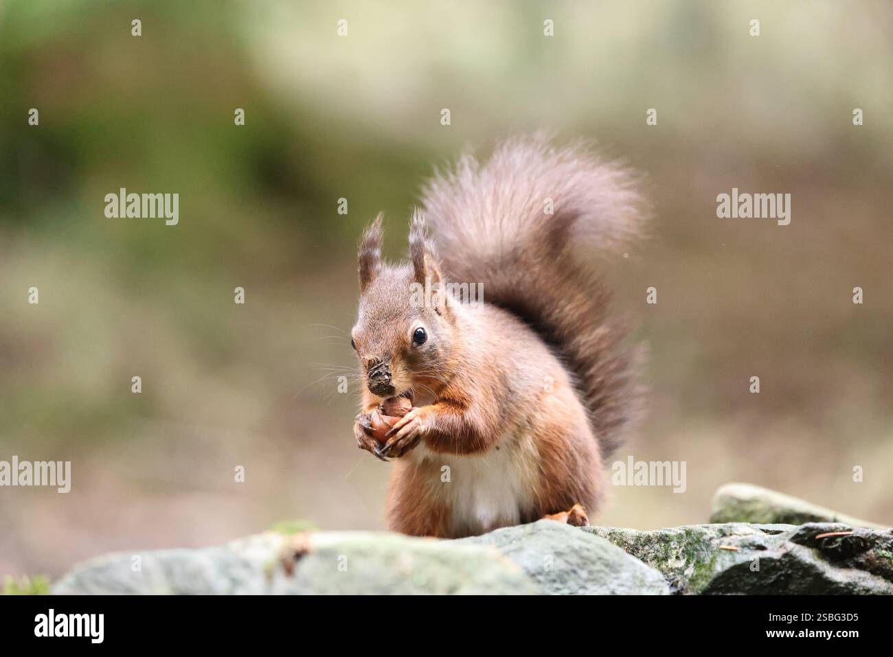 Red squirrel, near Hawes, Yorkshire Dales National Park, North ...