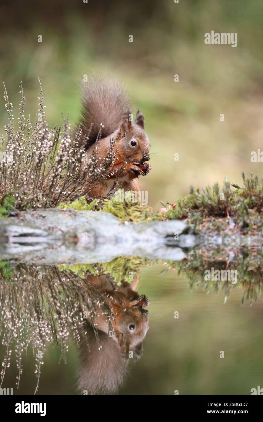 Red squirrel, near Hawes, Yorkshire Dales National Park, North ...