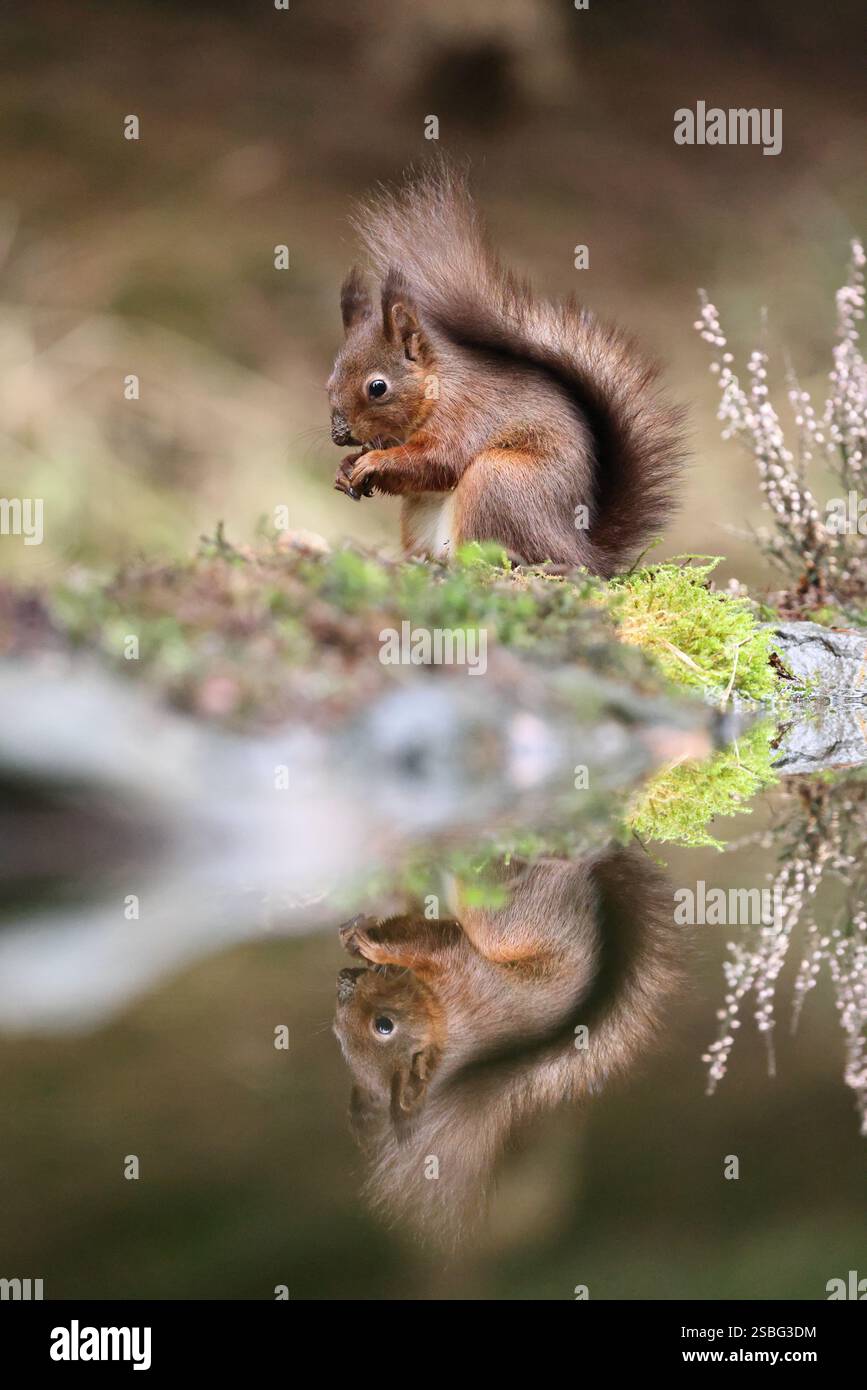 Red squirrel, near Hawes, Yorkshire Dales National Park, North ...