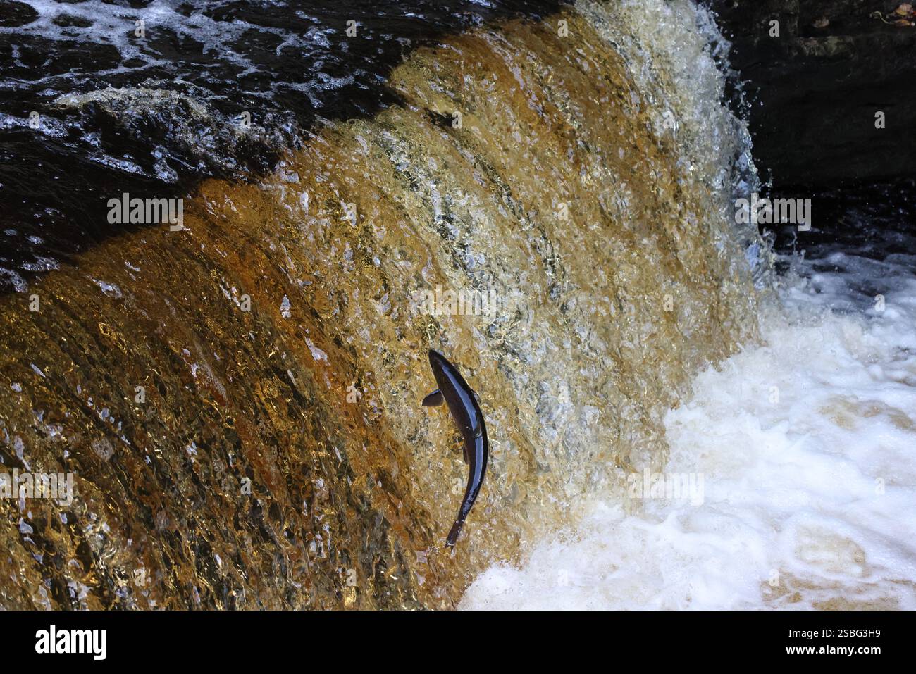 Atlantic salmon leaping up waterfall on the river Ribble at Stainforth ...